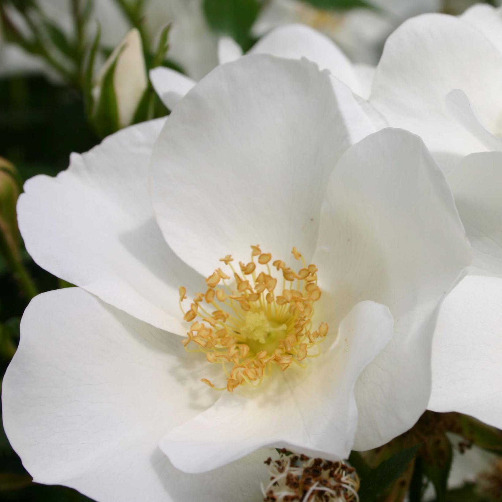 Rosa Escimo Kormifari - Rosier arbustif à fleurs simples blanches ...