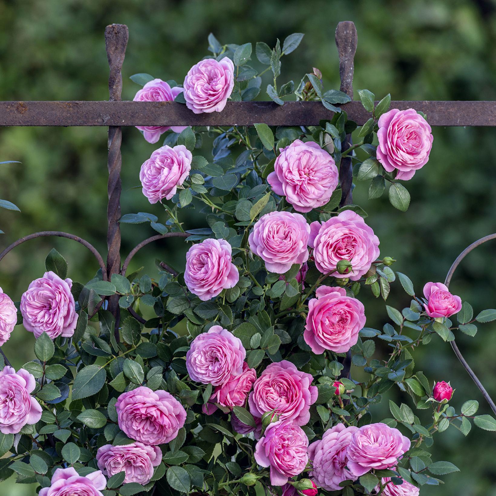Rosier grimpant Starlet Rose Eva - Mini grimpant vigoureux, rose vif ...