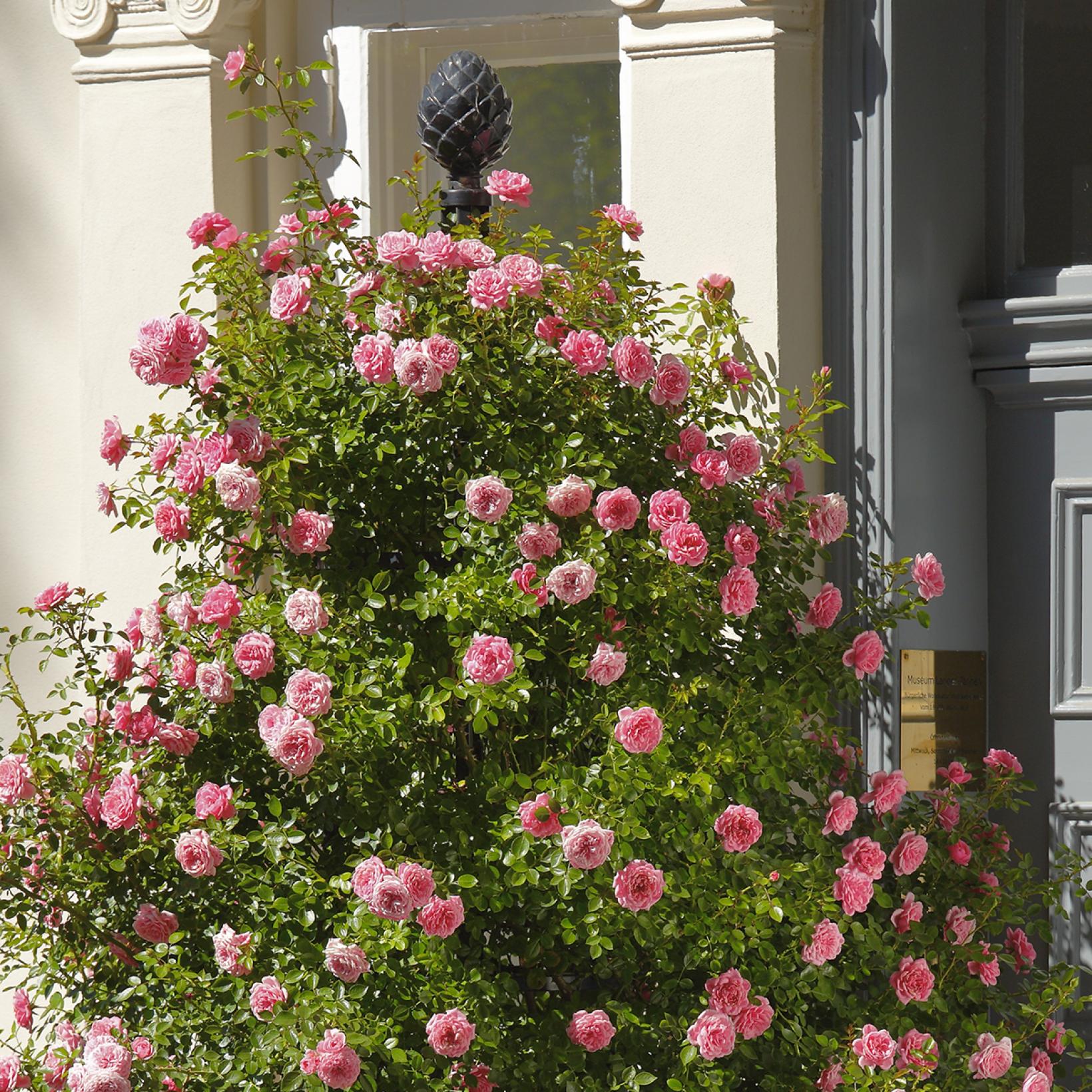 Rosier grimpant Starlet Rose Eva - Mini grimpant vigoureux, rose vif ...