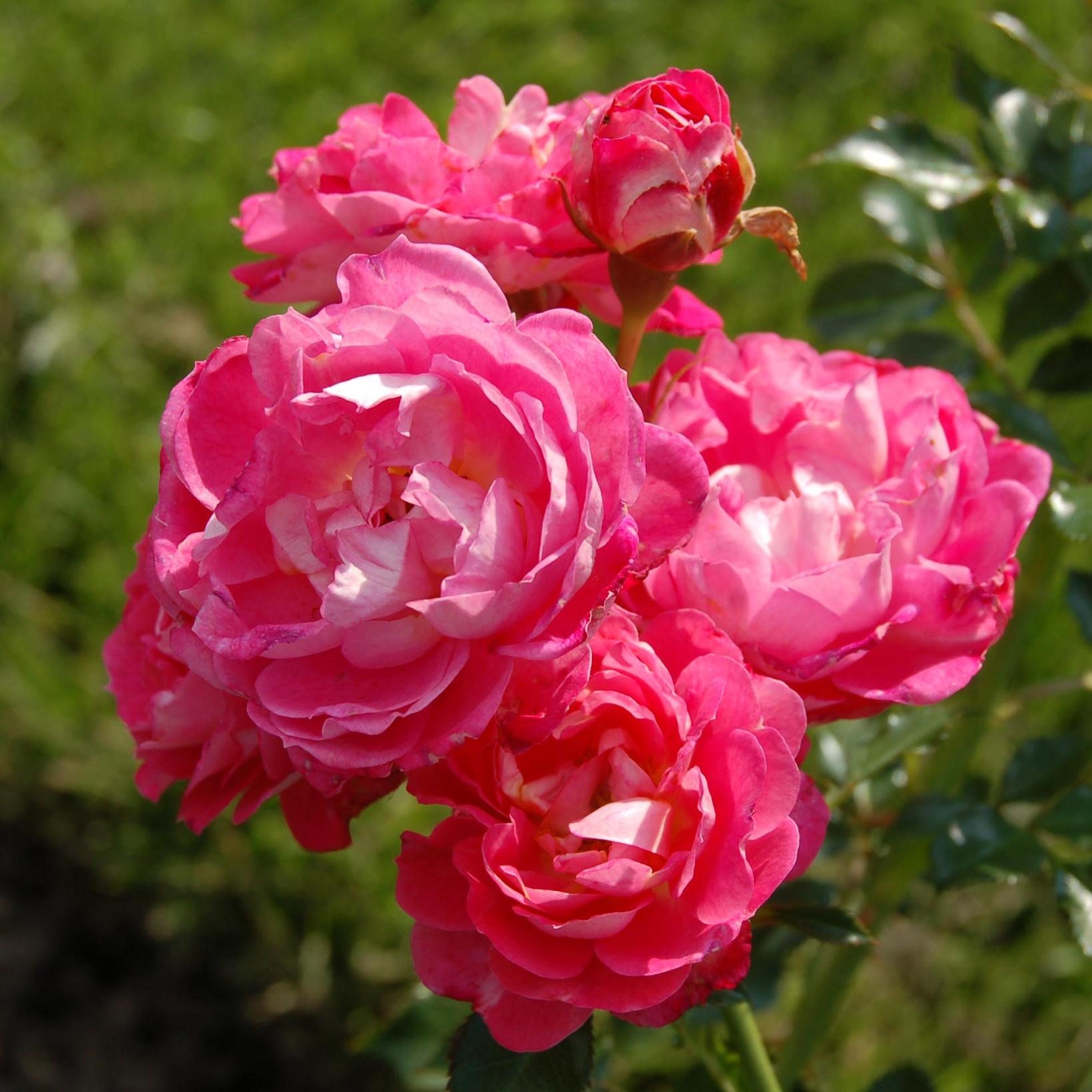 Rosa polyantha Charmant - Rosier miniature, très sain, aux bouquets de ...