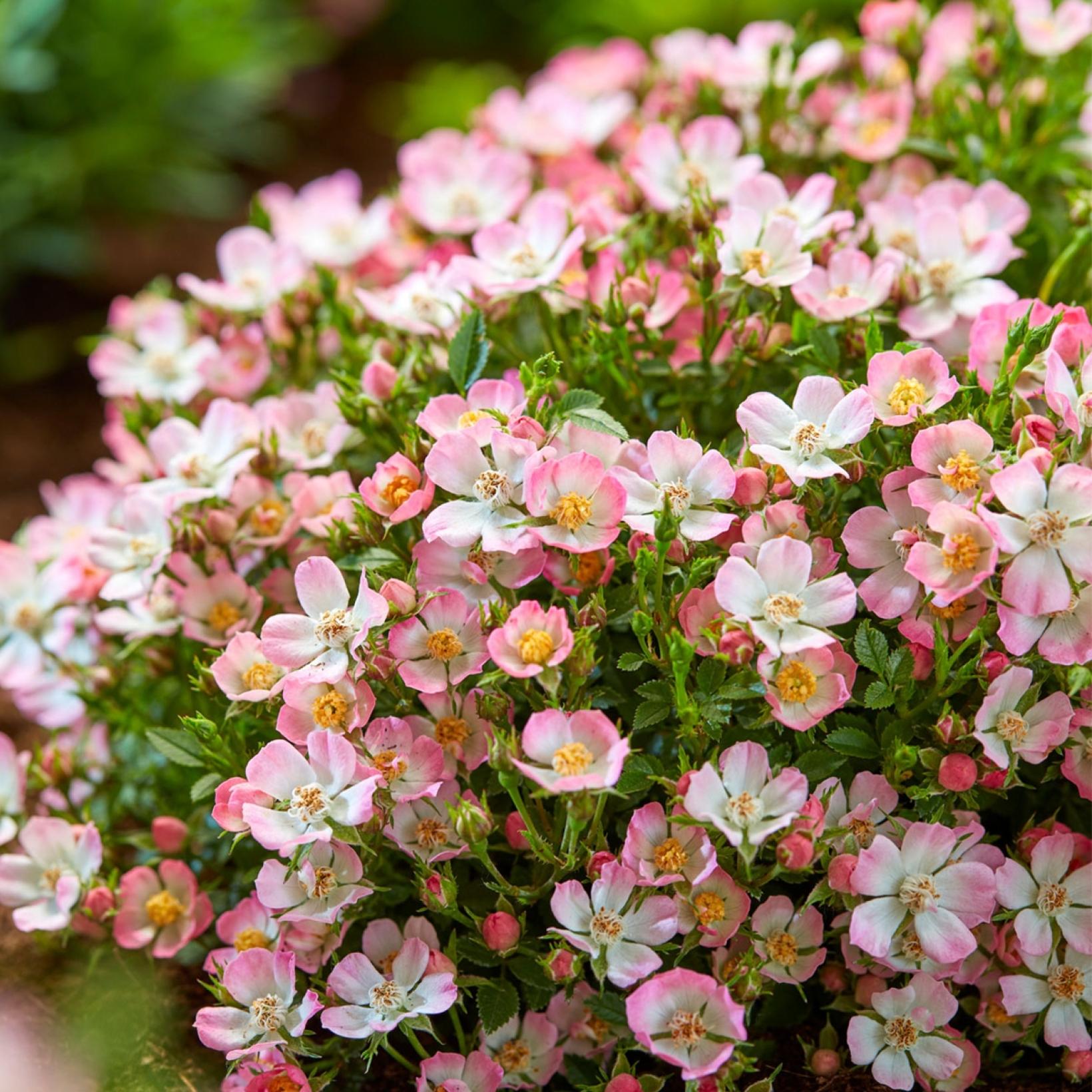 Rosier Cutie Pie - Rosier miniature aux fleurs simples roses à centre blanc