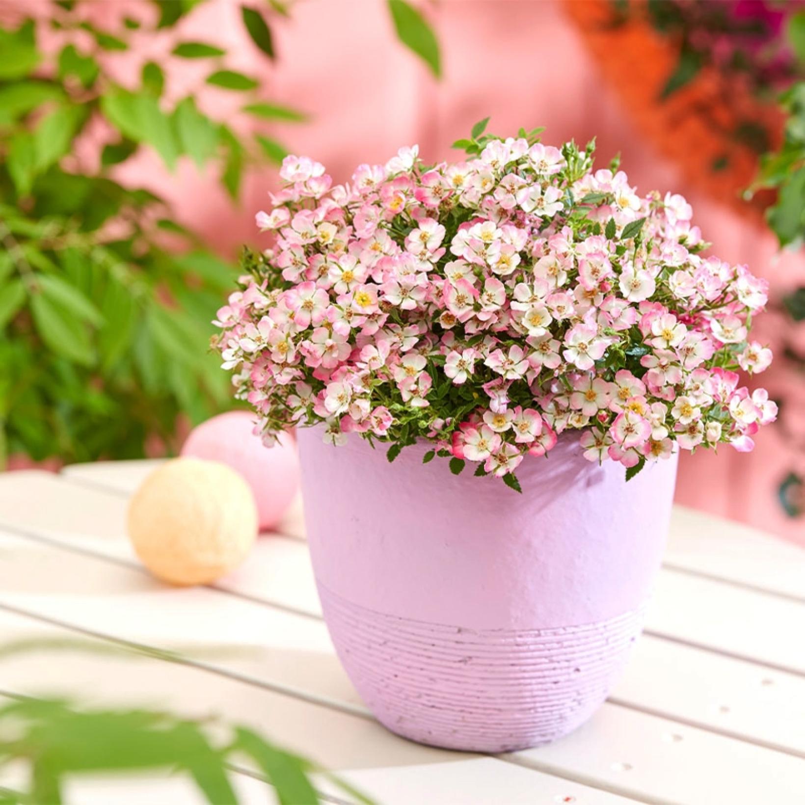 Rosier Cutie Pie - Rosier miniature aux fleurs simples roses à centre blanc