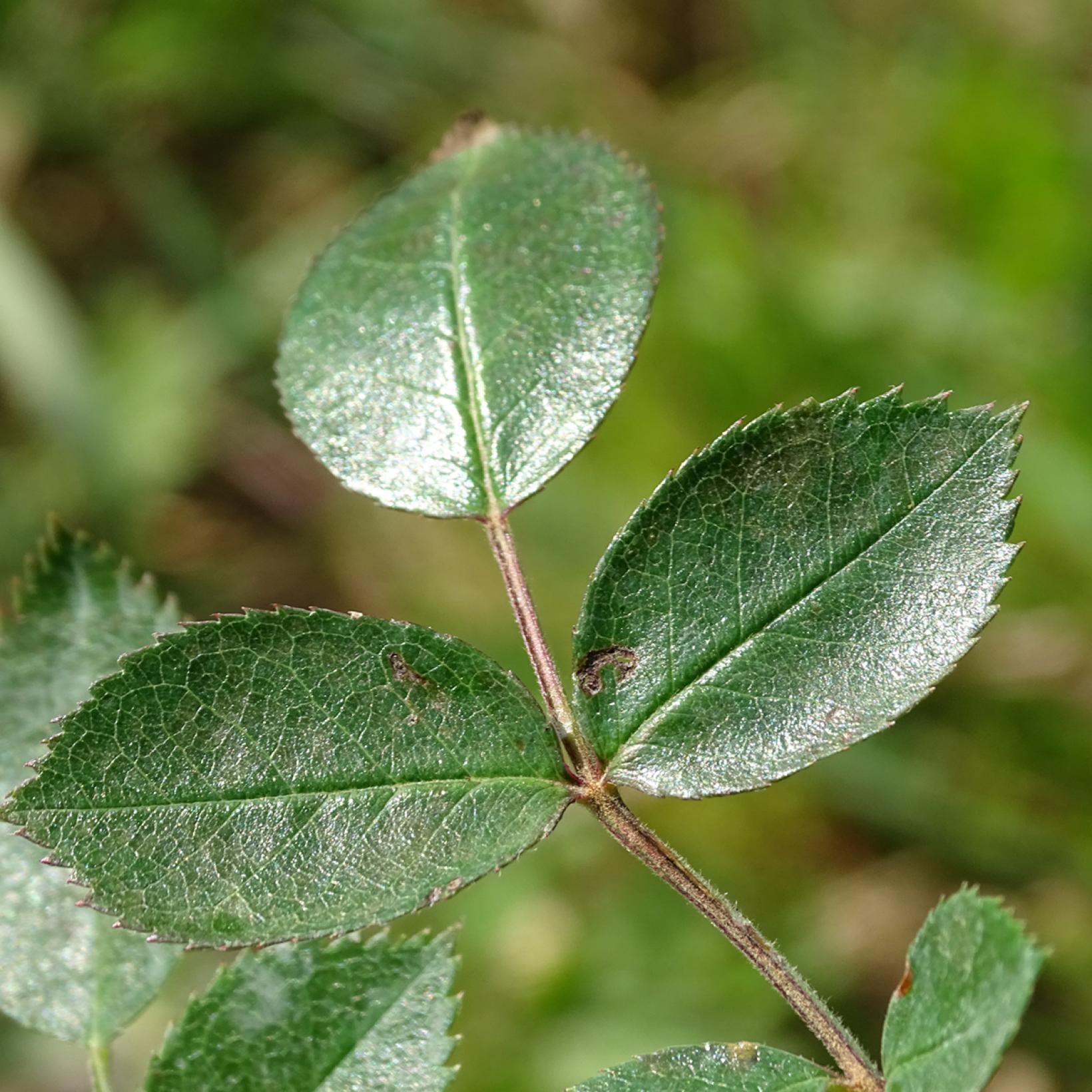 Rosier nain Lilliputs Roxy Korsineo label ADR - Miniature, à floraison ...