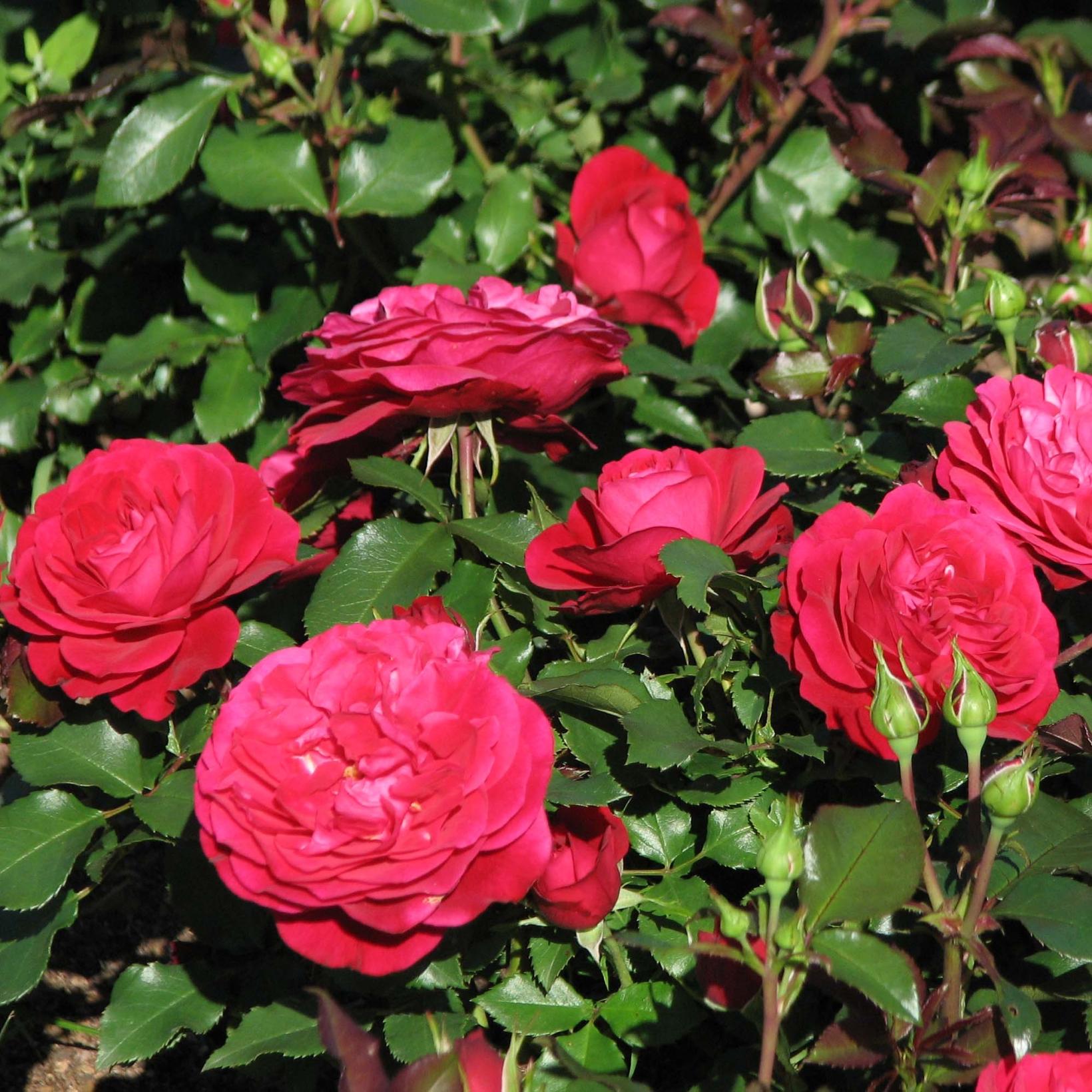 Rosier polyantha MONA LISA Meilyxir - Buisson à fleurs doubles rouges ...