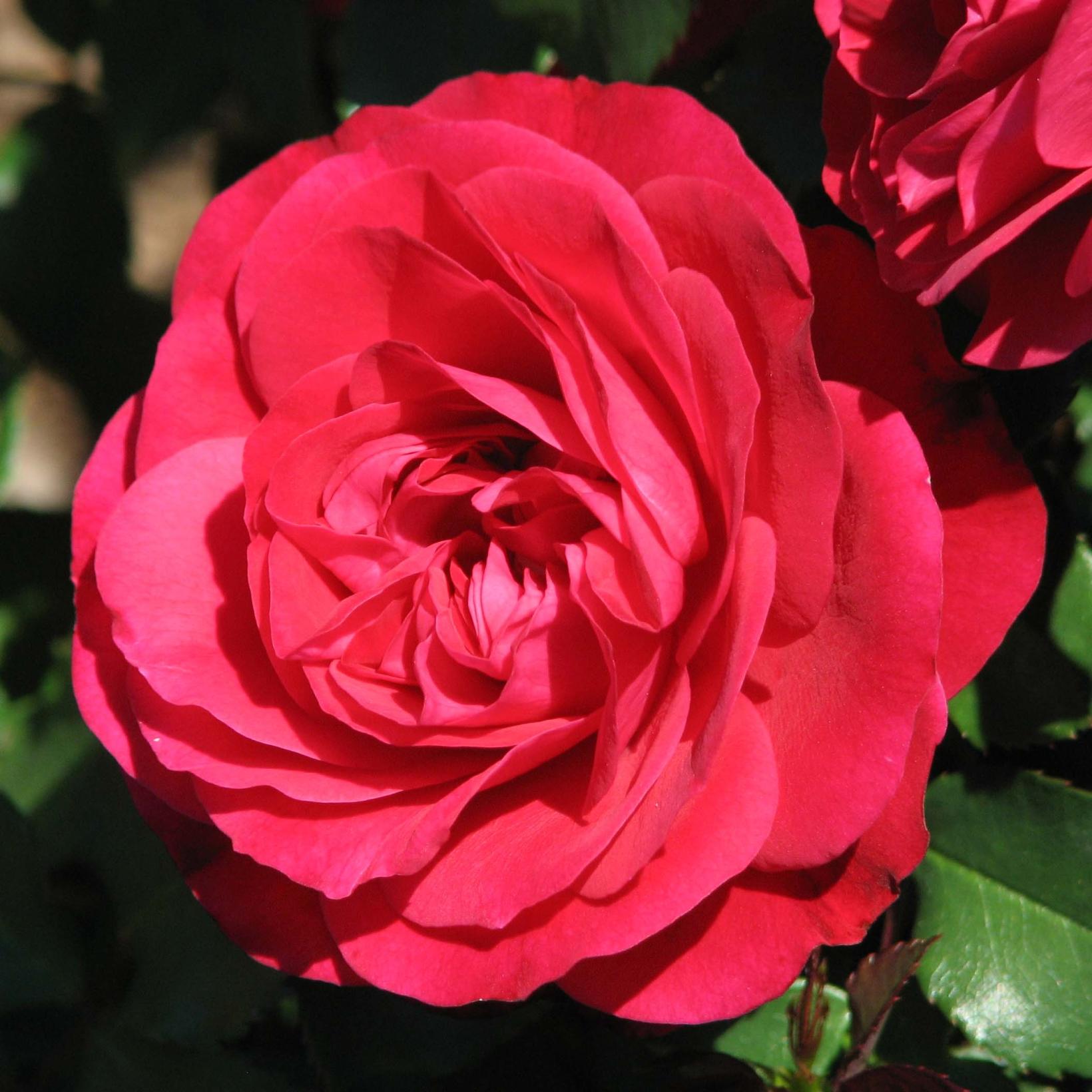Rosier polyantha MONA LISA Meilyxir - Buisson à fleurs doubles rouges ...