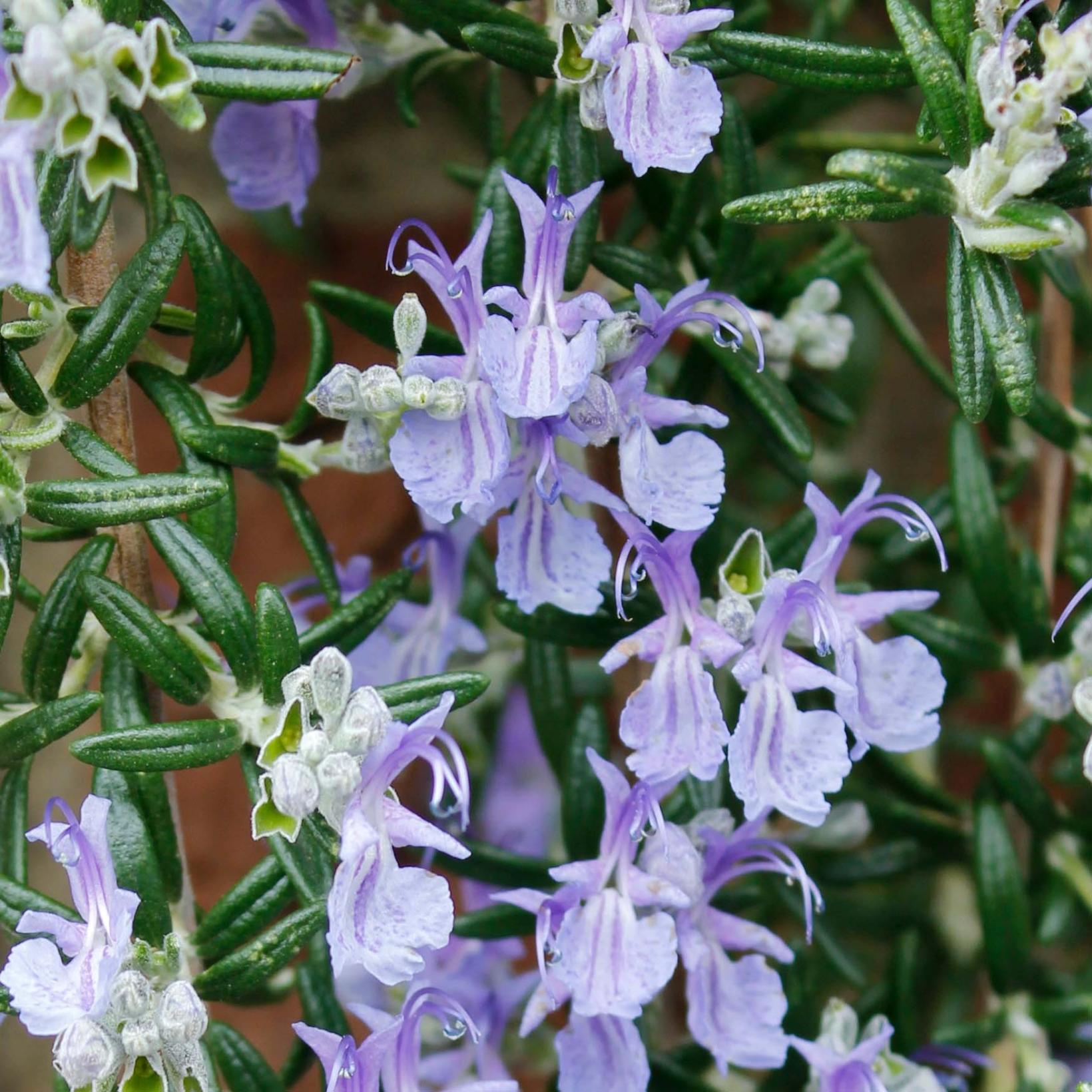 Rosmarinus officinalis Blue Cascade, un romarin au port retombant