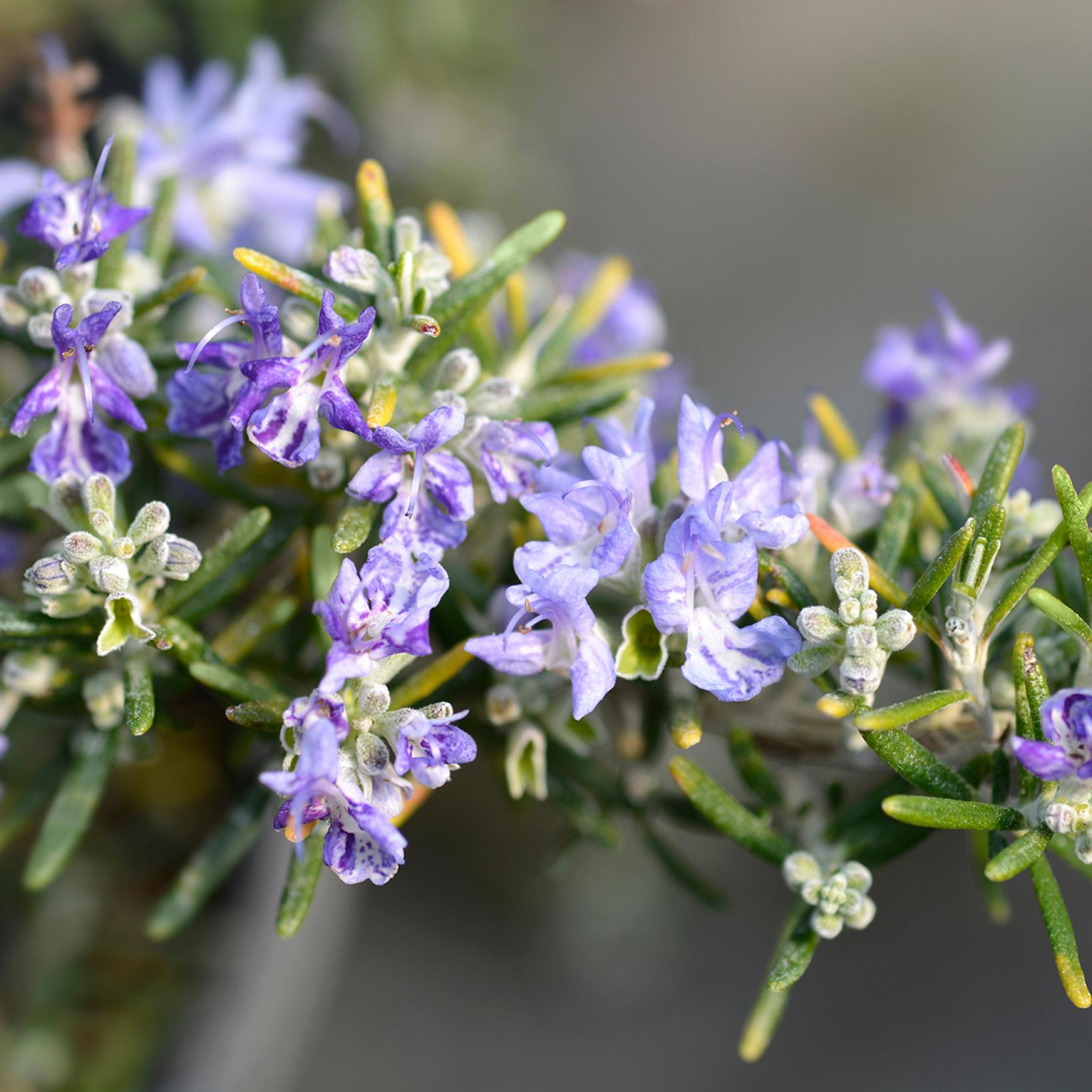 Romarin rampant - Rosmarinus officinalis Prostratus, bon couvre-sol