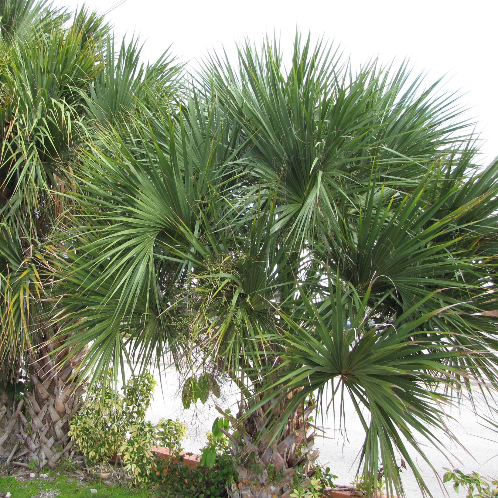 Sabal palmetto - Palmier sabal, imposant, ornemental, résistant à -12°C