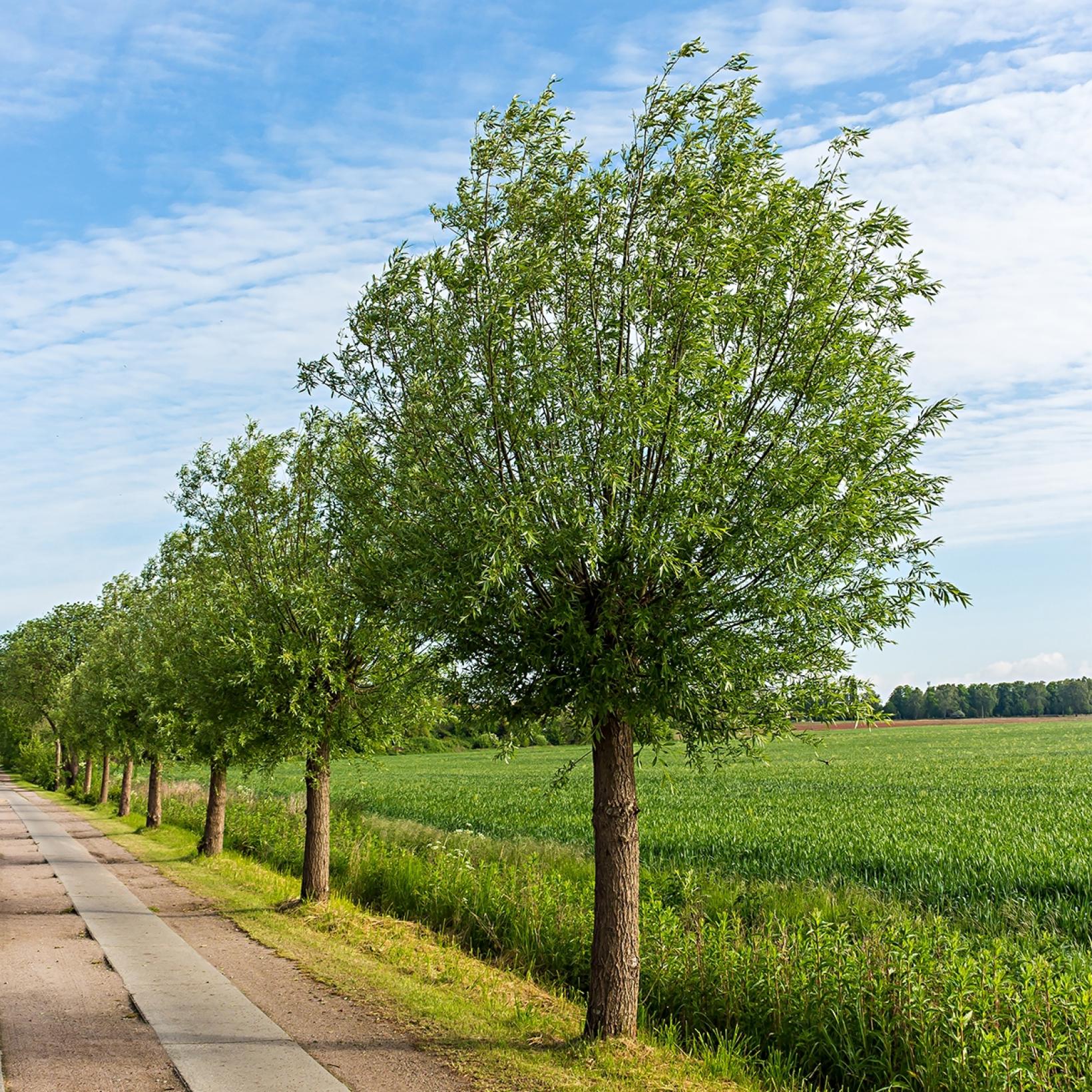 Salix alba Liempde - Saule blanc - Cultivar mâle de port étroit et élancé.