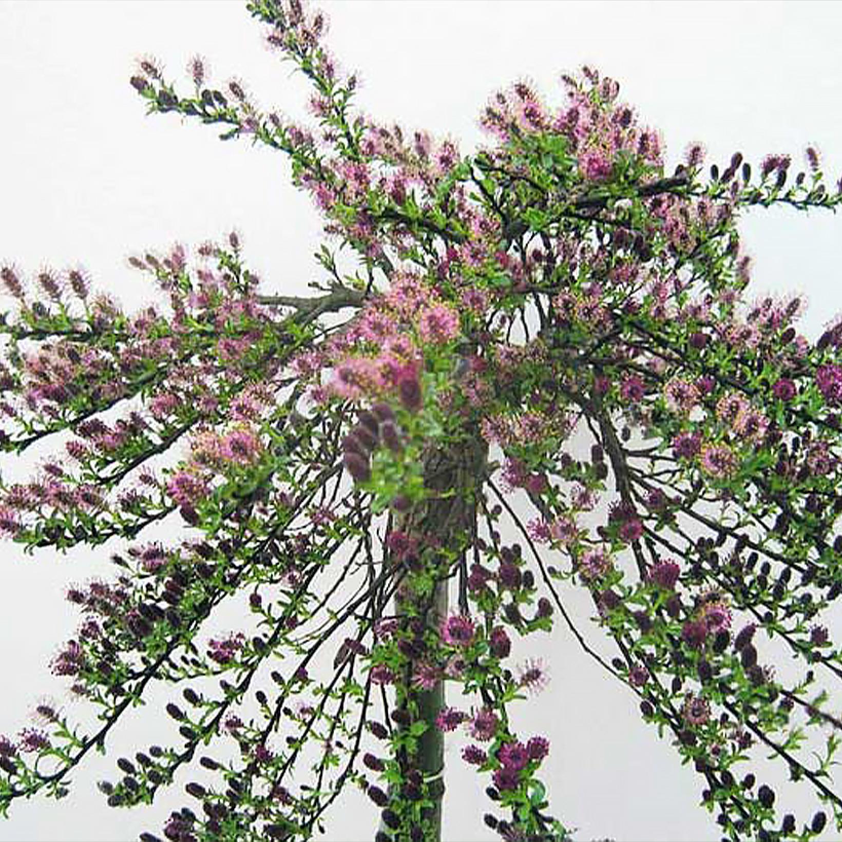 Salix artica Yalta - Saule arctique à châtons décoratifs rouges