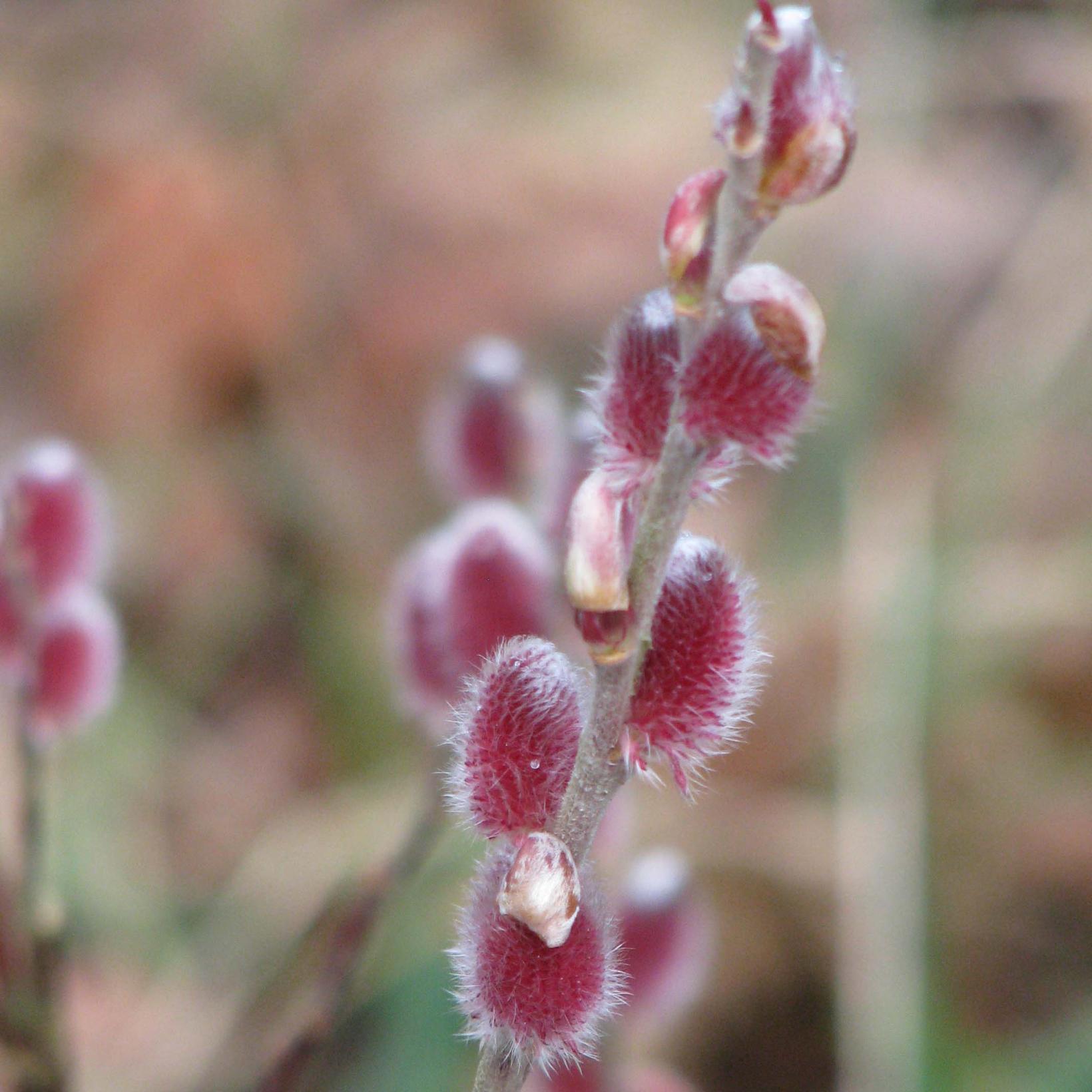 Salix chaenomeloides Mount Aso - Saule japonais à chatons rose rouge