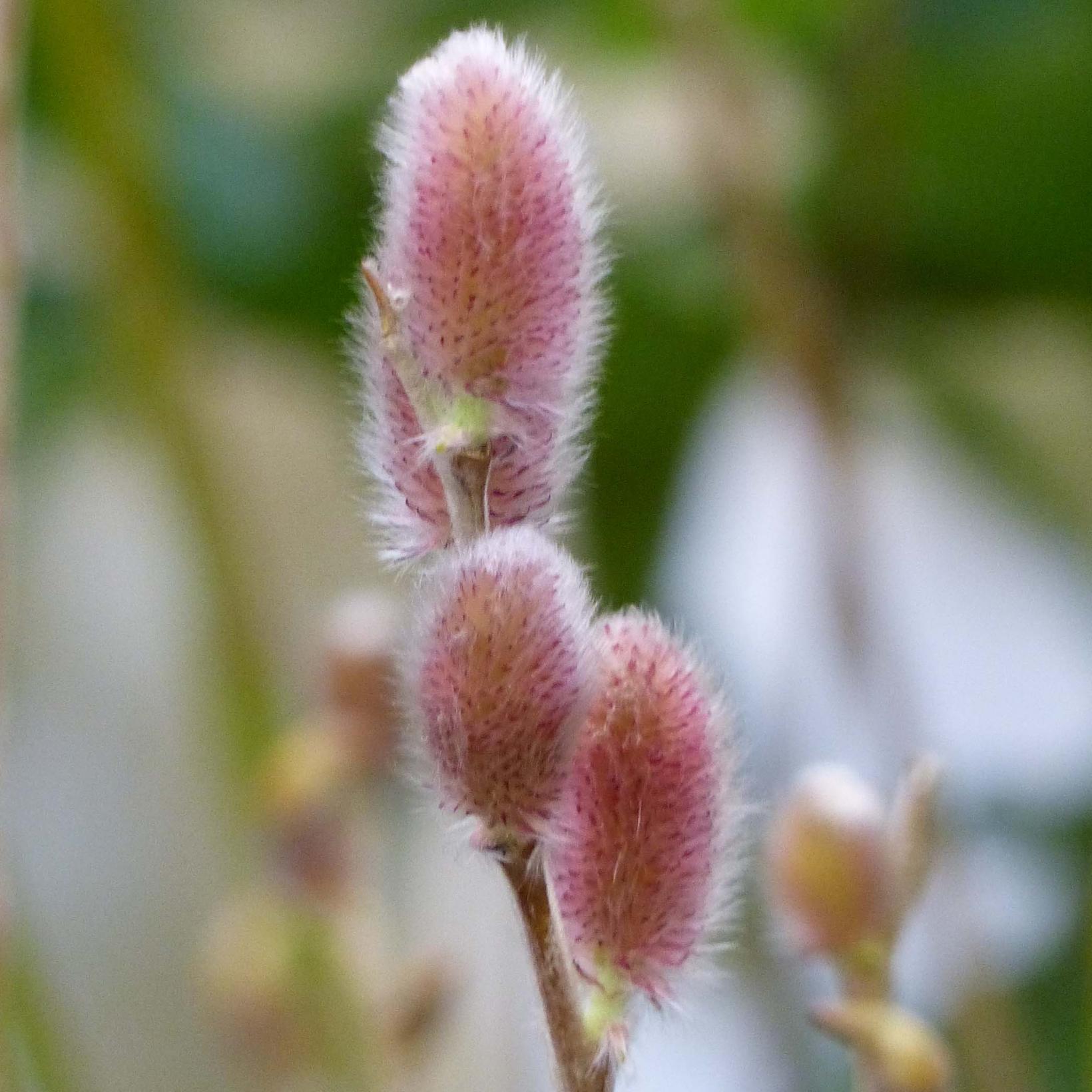 Salix chaenomeloides Mount Aso - Saule japonais à chatons rose rouge