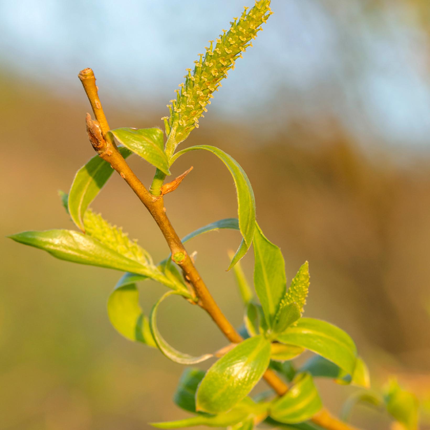 Salix fragilis - Saule fragile ou Saule rouge - Arbre caduc de sol humide