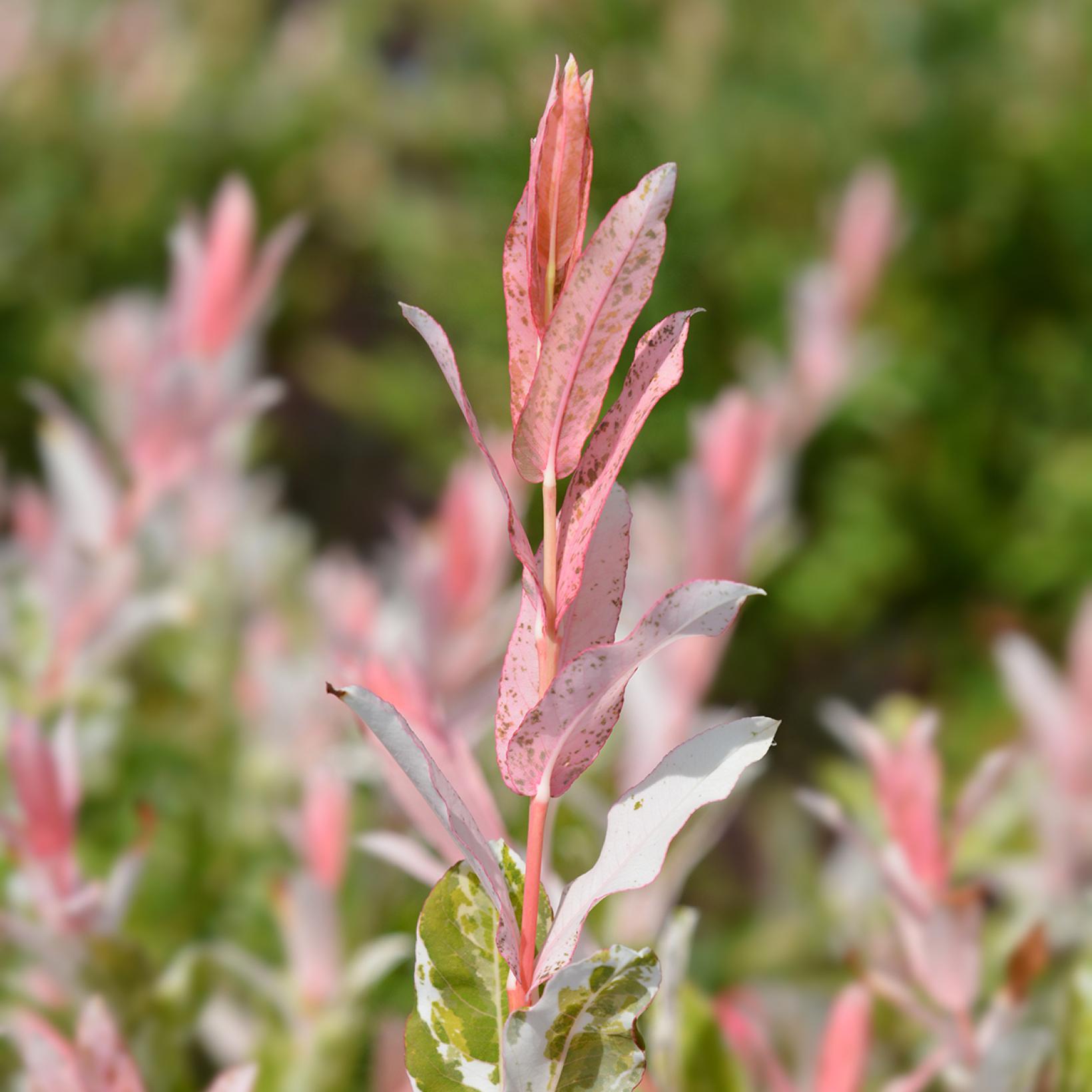 Salix integra Flamingo - Saule crevette à feuilles roses et vertes