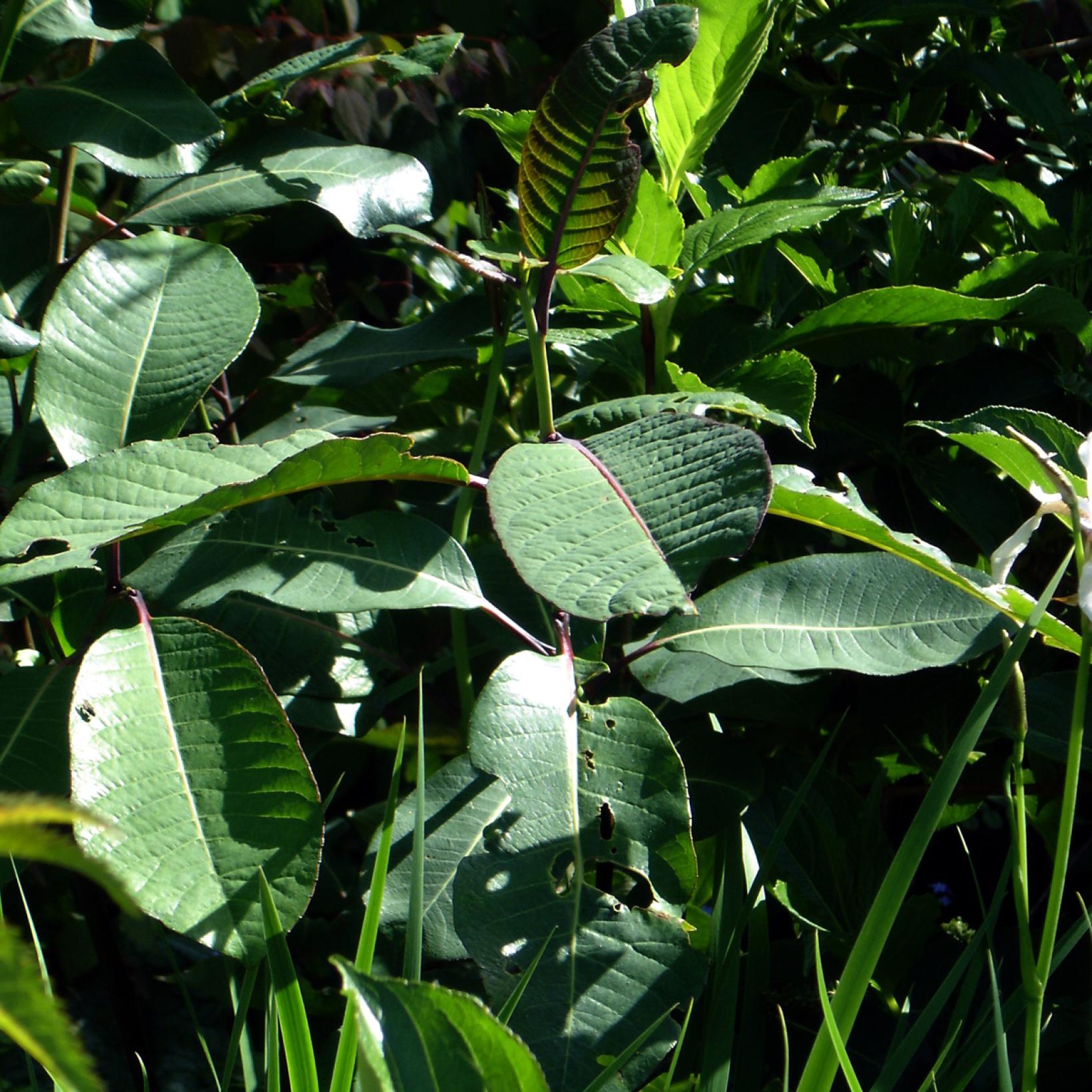 Salix magnifica - Saule magnifique, arbre caduc au feuillage vert bleuté