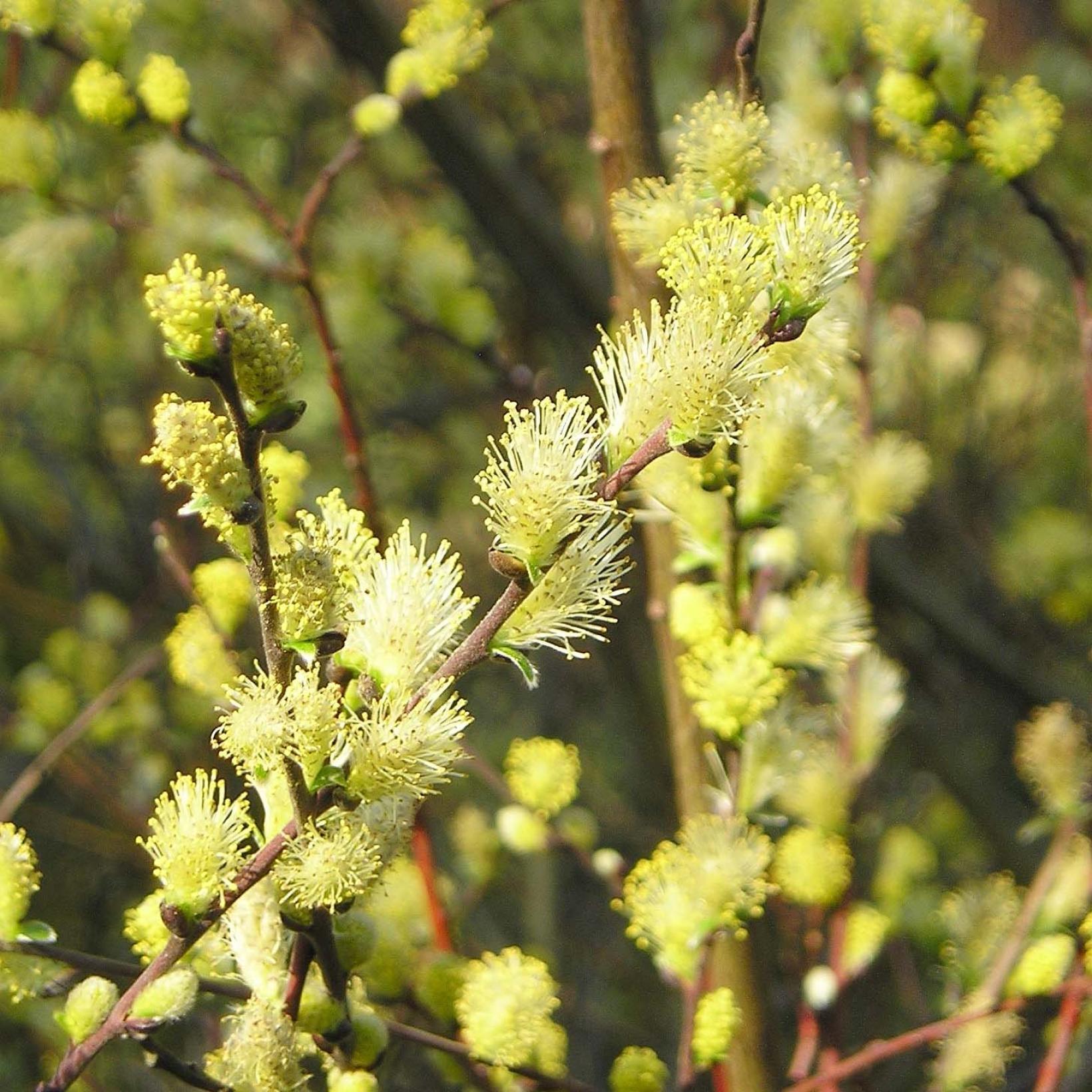 Salix repens - Saule rampant, nain à floraison gris-jaune soyeuse
