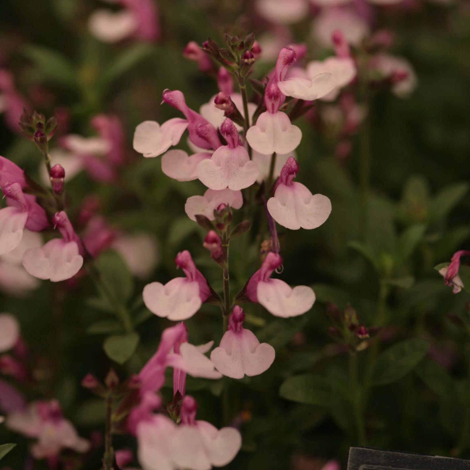 Salvia Dyson's Joy - une sauge arbustive à fleurs bicolores rose et blanc.