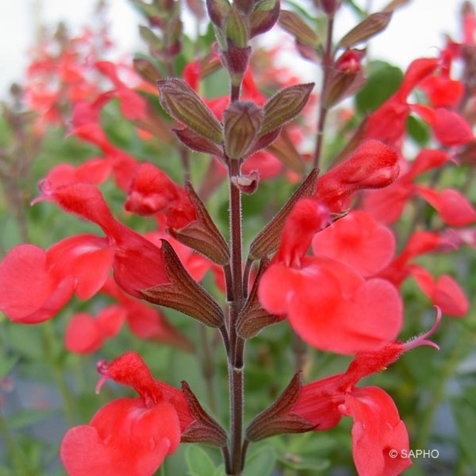 Salvia jamensis Flammenn - Sauge arbustive rouge vif