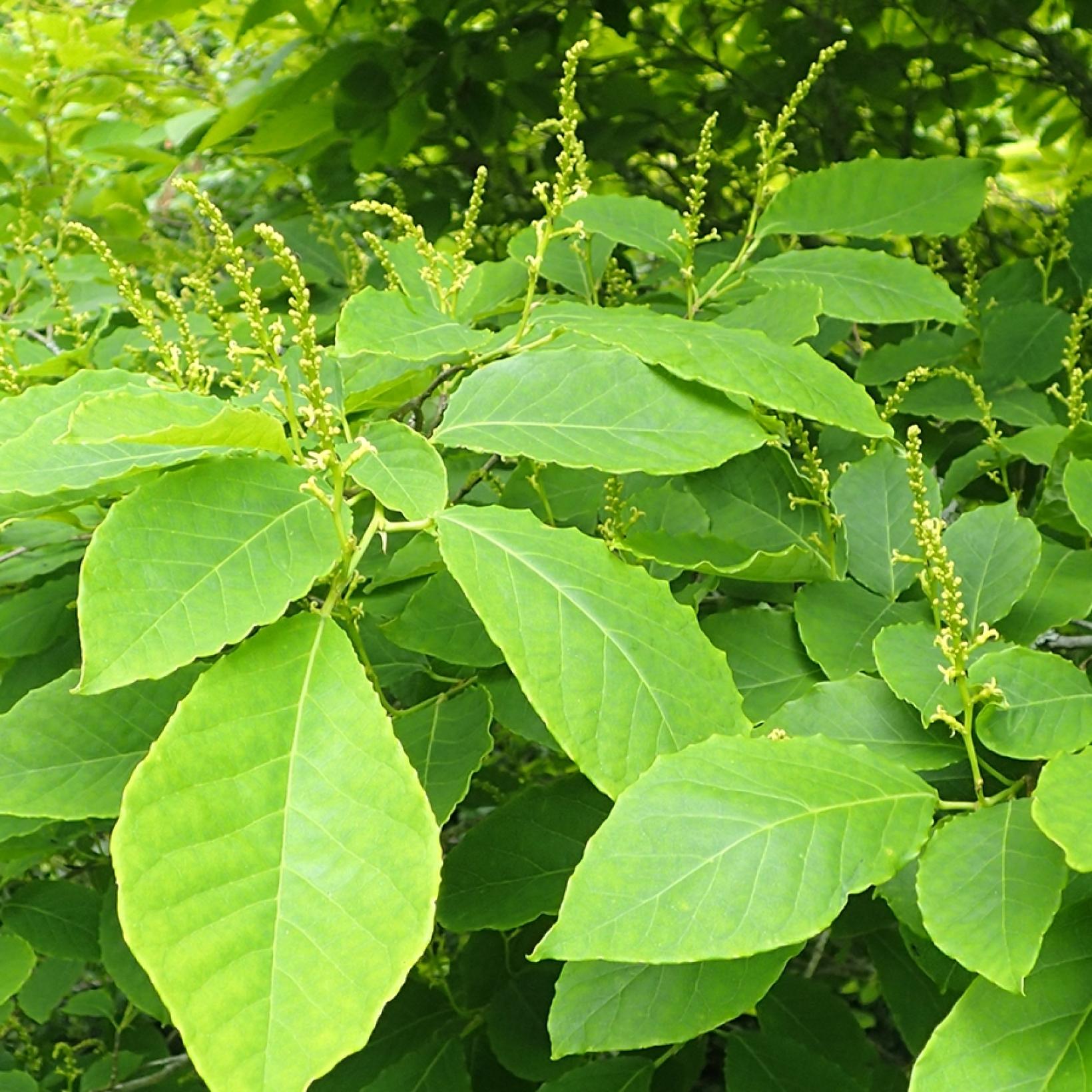 Sapium japonicum - Neoshirakia japonica - Arbuste rare à superbes ...