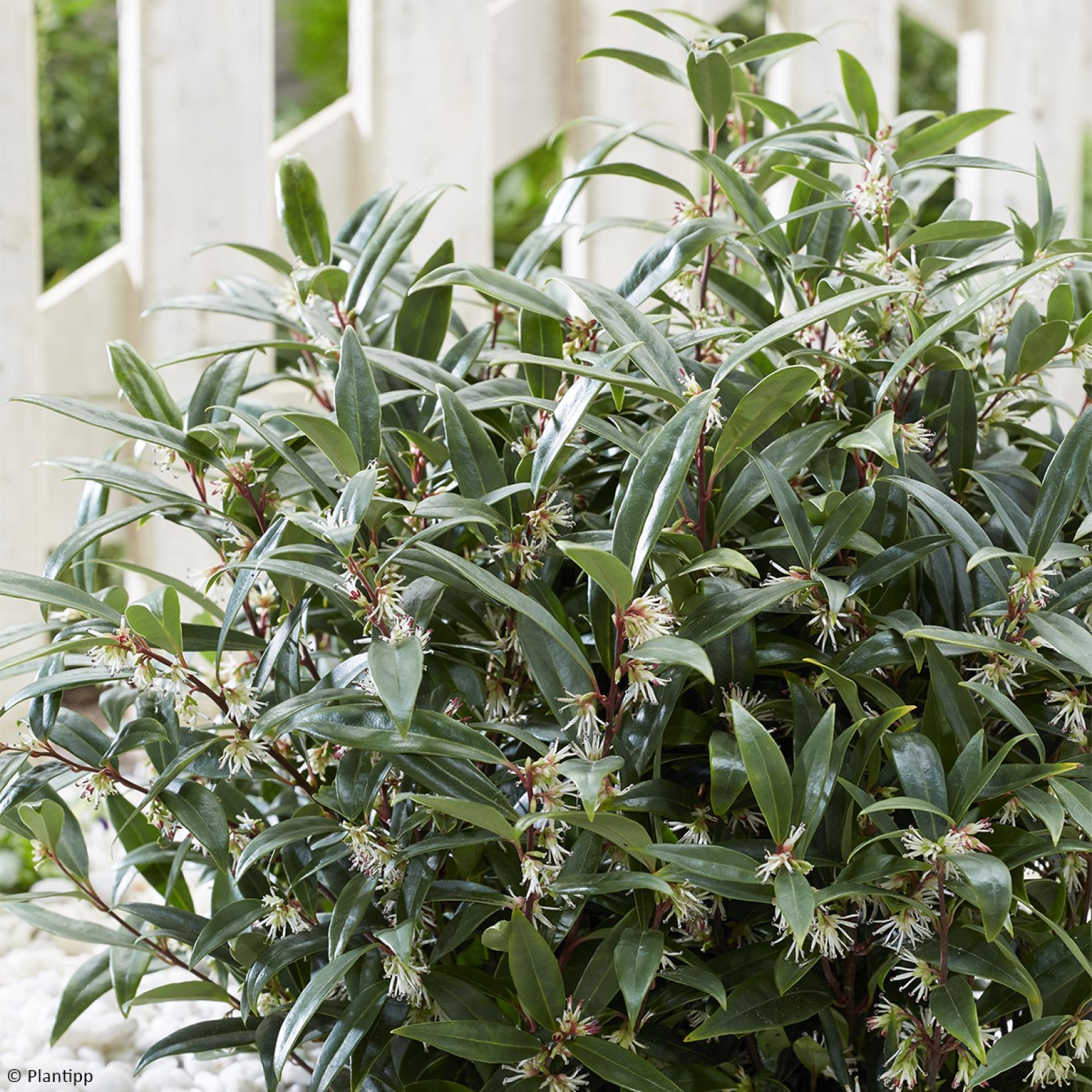 Sarcococca hookeriana Purple Gem - Arbuste persistant buissonnant à ...