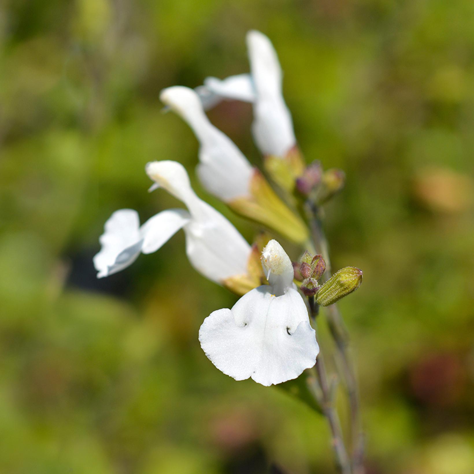 Salvia microphylla Gletsjer ou Glacier - Sauge arbustive vigoureuse à ...