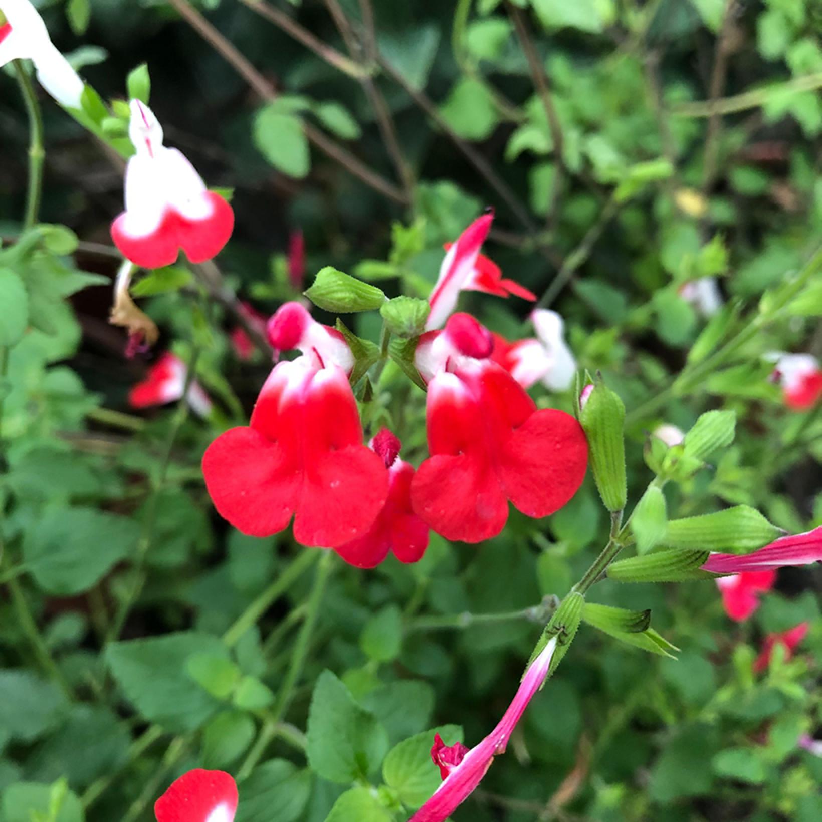 Salvia microphylla Hot Lips - Sauge de Gaham, arbustive, bicolore rouge ...