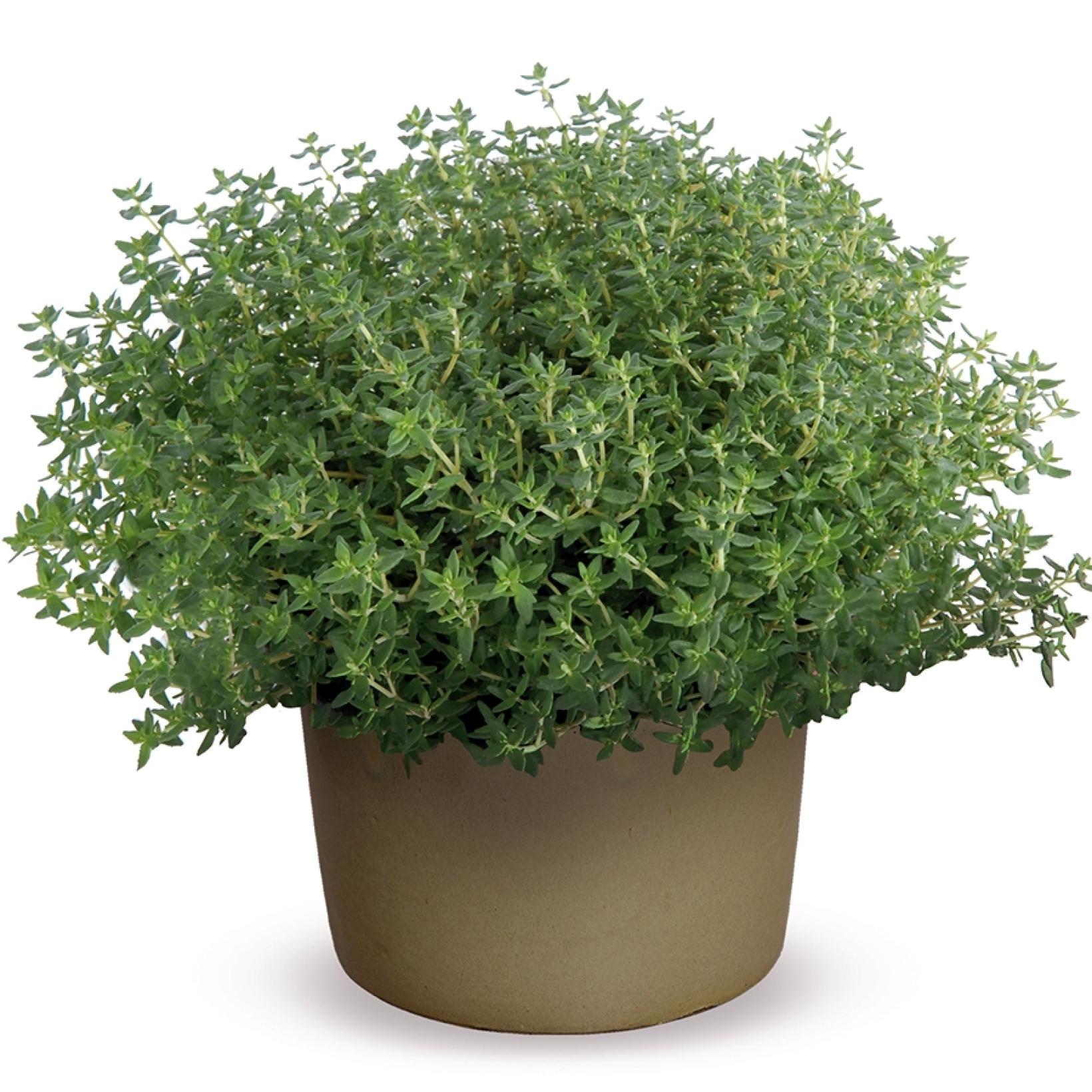 Thym d'hiver, Thymus vulgaris Compactus - Variété rustique - Plant d ...