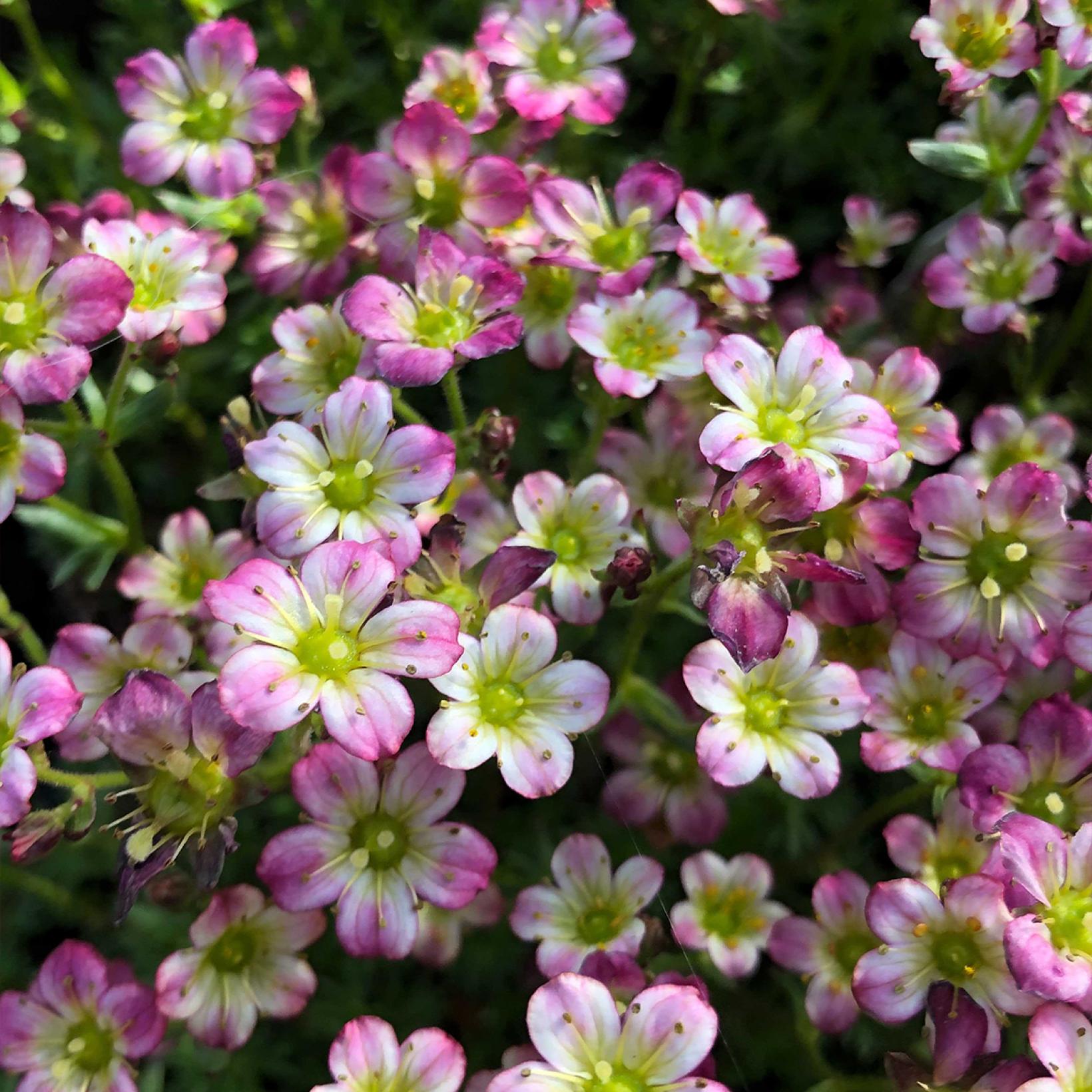 Saxifrage mousse Pixie - Un couvre sol vivace à délicates fleurs roses