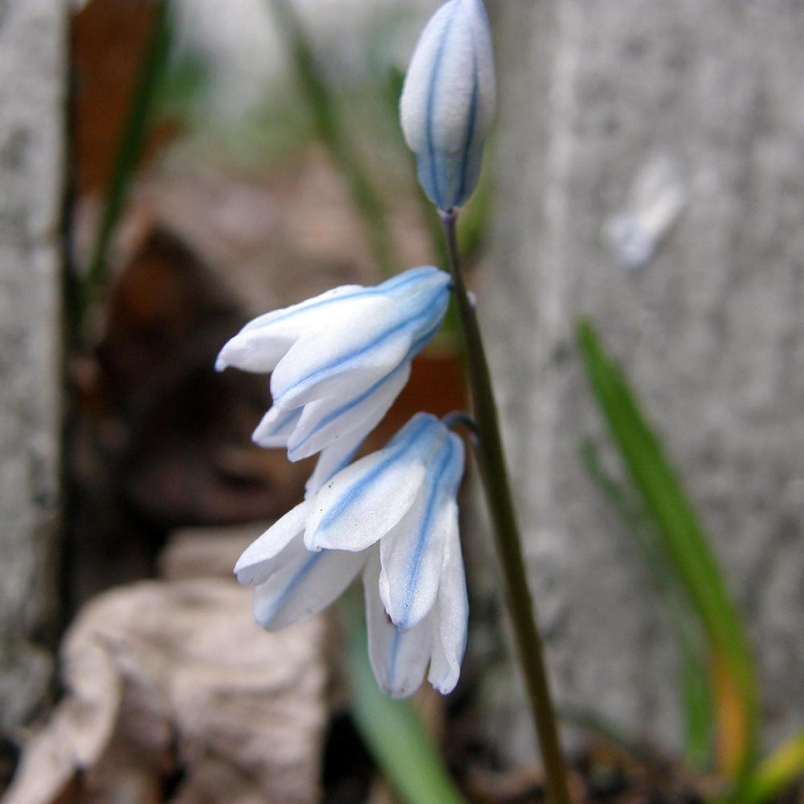 Scille tubergeniana - Les scilles pour le soleil, à fleurs bleu porcelaine.