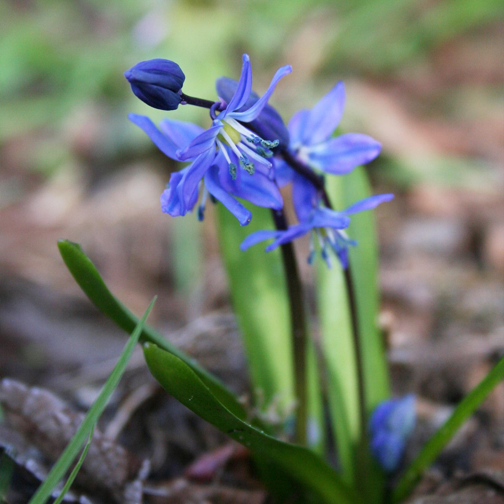 Scilla siberica - Scille de Sibérie - Bulbe à floraison bleue hâtive