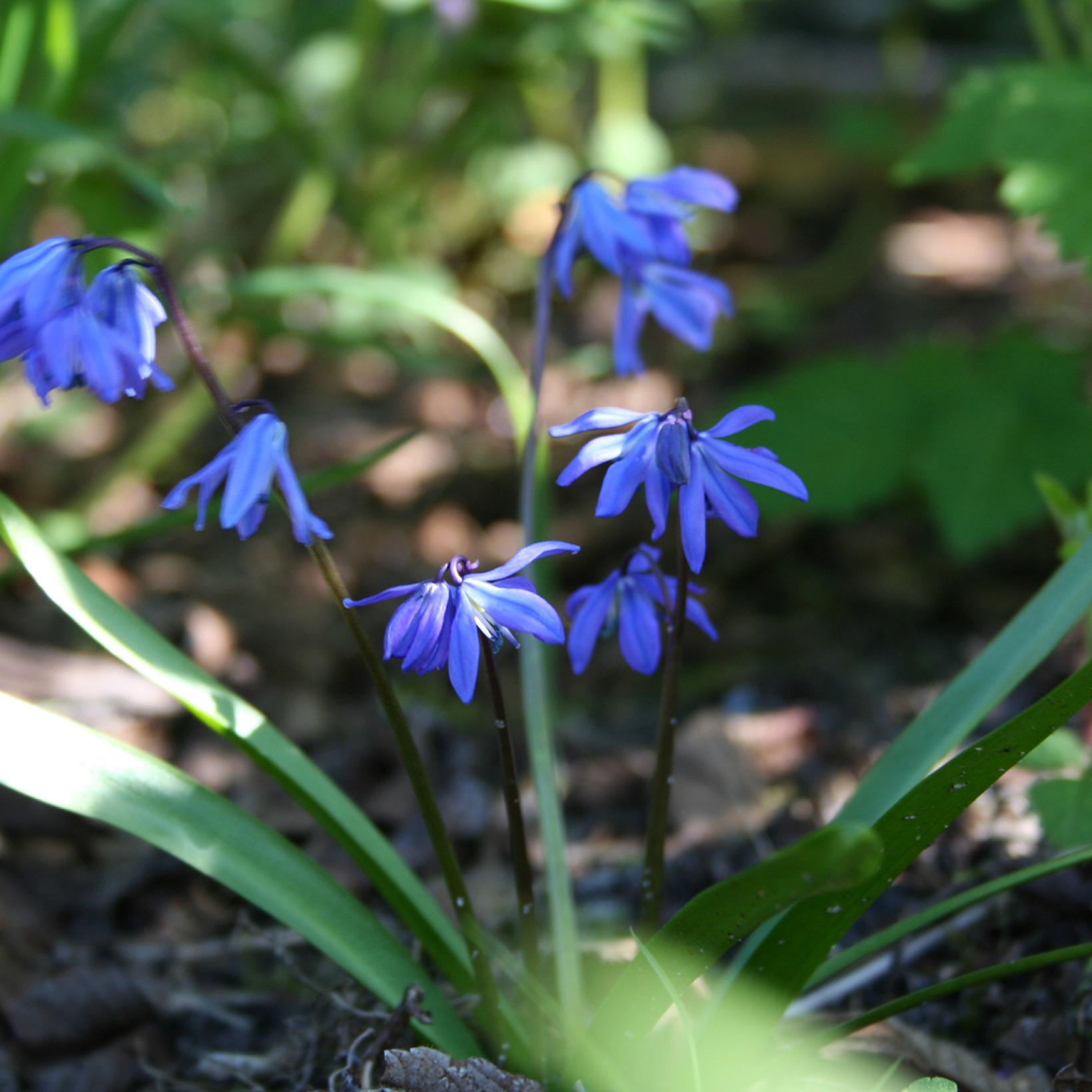 Scilla siberica - Scille de Sibérie - Bulbe à floraison bleue hâtive