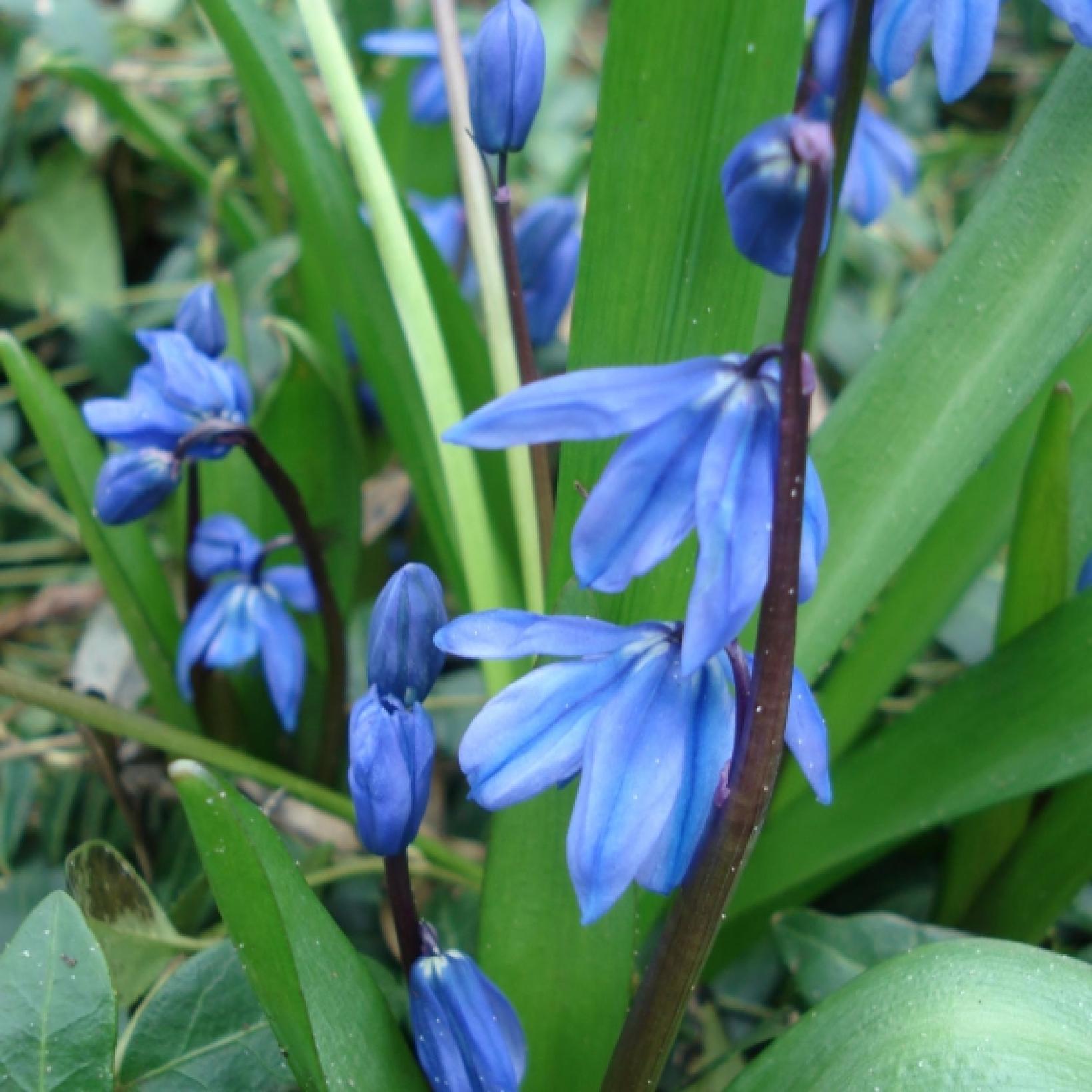 Scilla siberica Spring Beauty - Scille de Sibérie - Petite bulbeuse aux ...