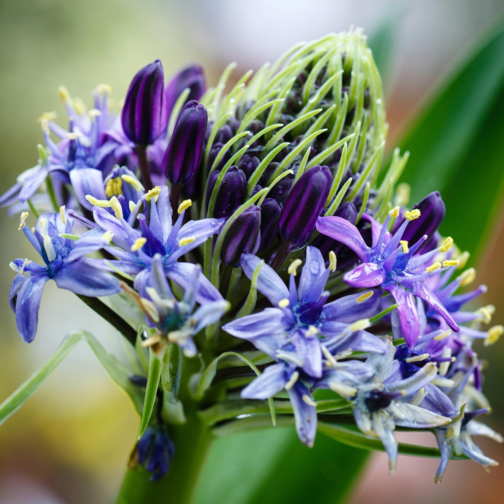 Scilla peruviana - Scille du Pérou - Bulbe à floraison printanière ...
