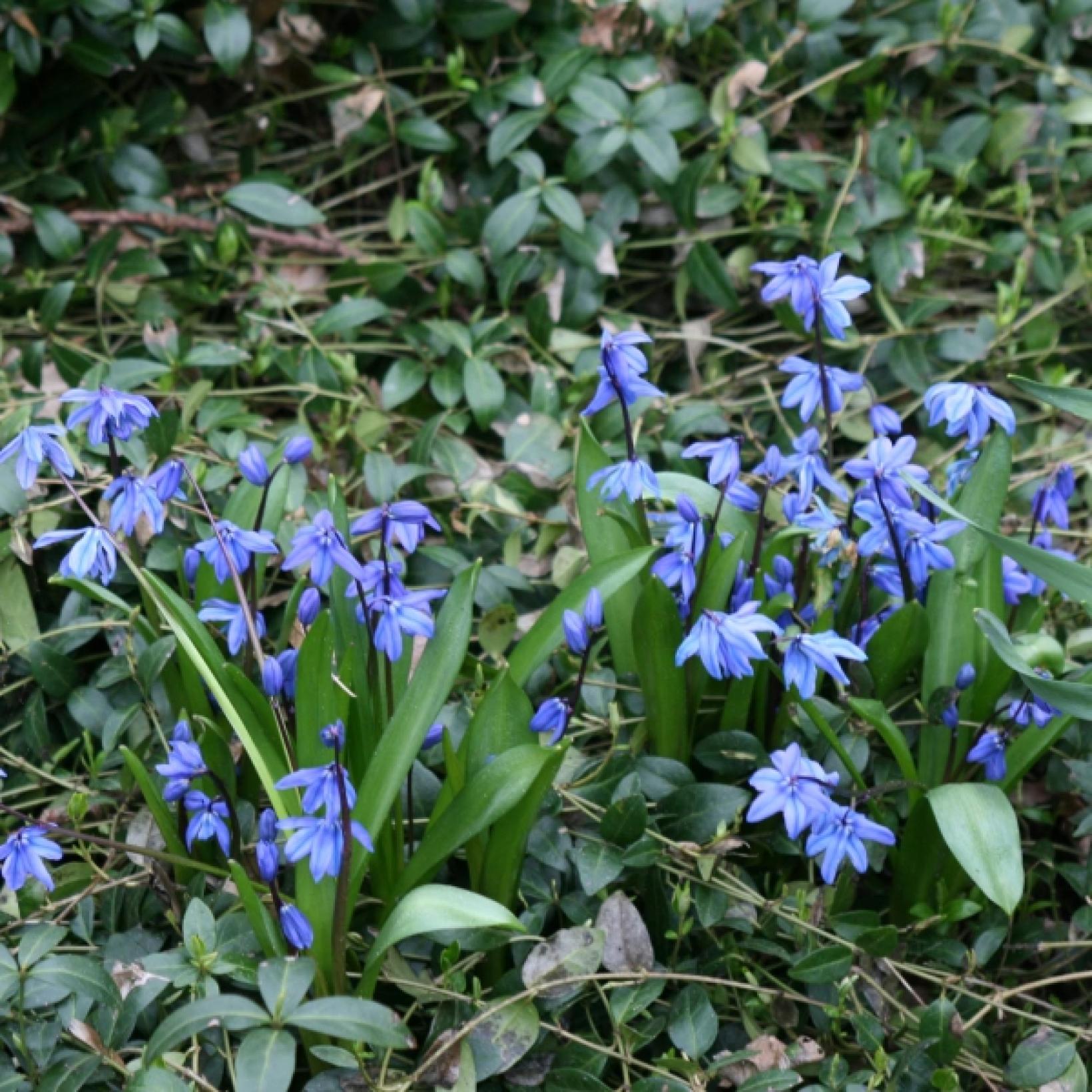 Scilla siberica Spring Beauty - Scille de Sibérie - Petite bulbeuse aux ...