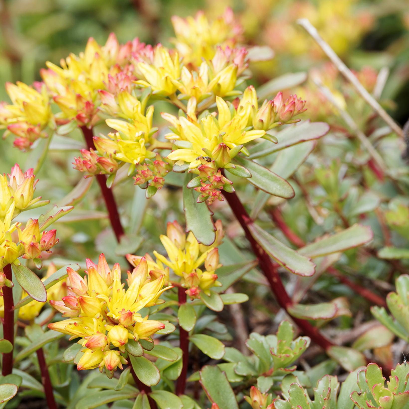 Sedum floriferum Weihenstephaner Gold – Orpin vivace, couvre-sol de terrain sec à fleurs jaunes
