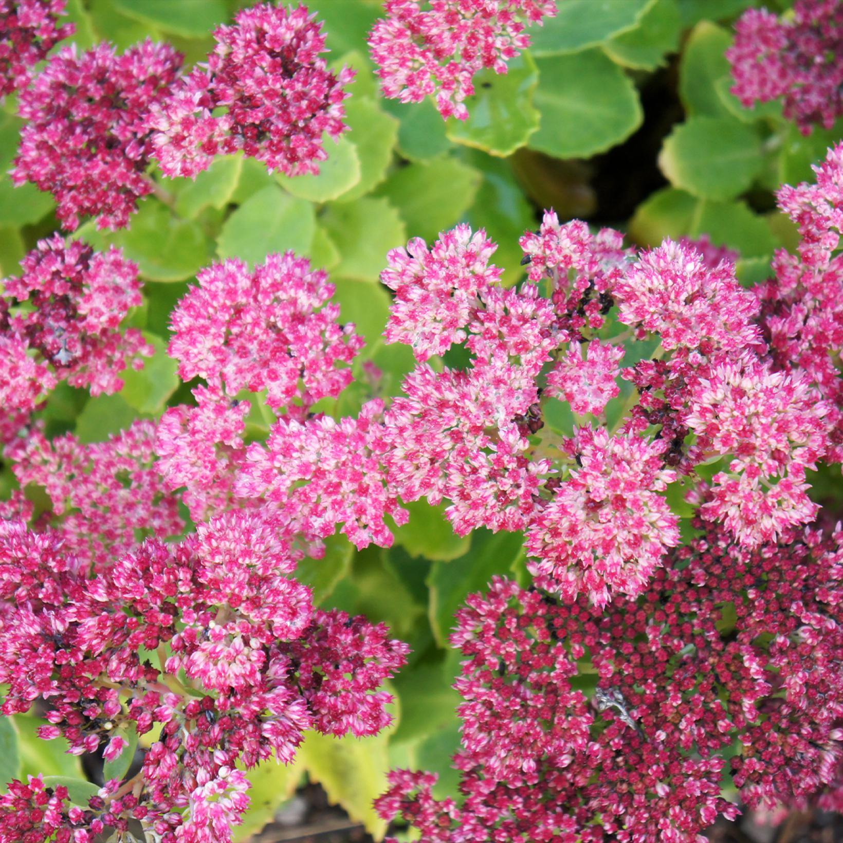 Sedum spectabile Brilliant - Orpin - Vivace d'automne à fleurs roses