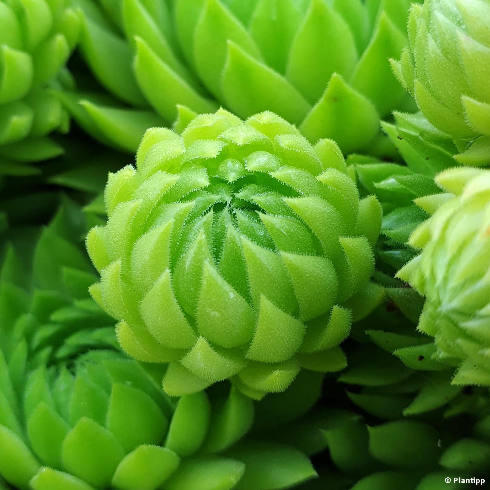 Sempervivum Chick Charms Key Lime Kiss - Joubarbe aux petites rosettes ...