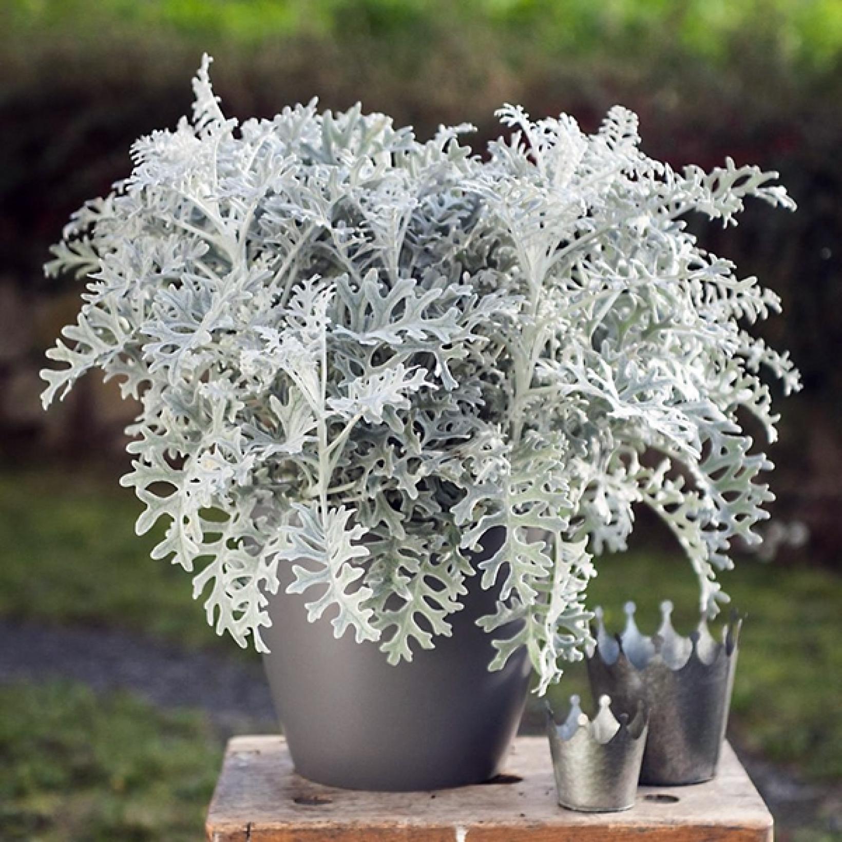 Senecio Silver Gleam - Une cinéraire vigoureuse et résistante à ...