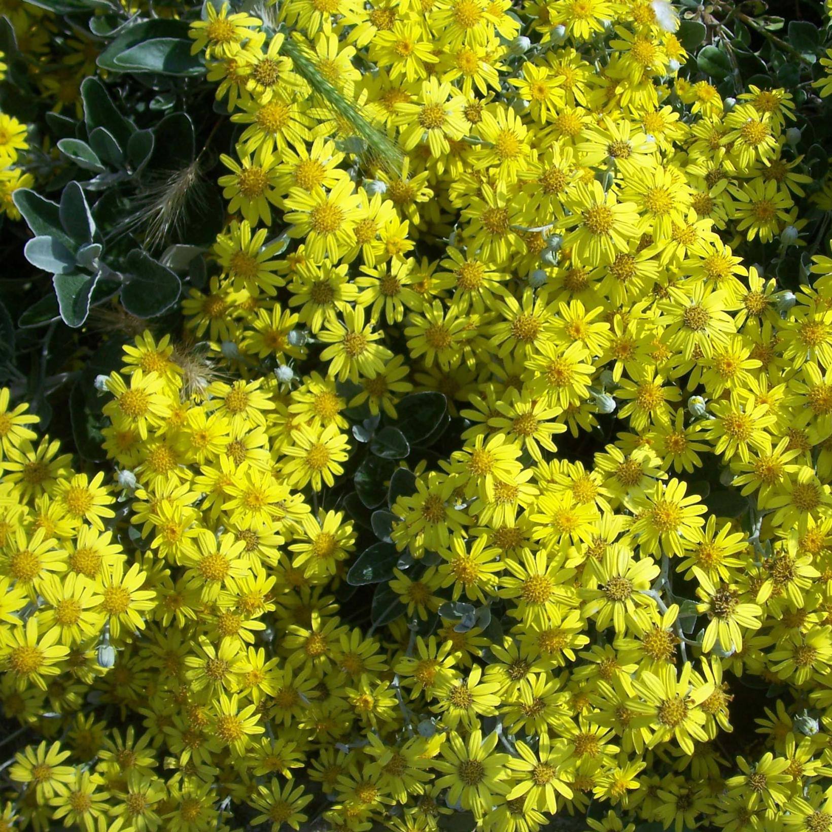 Senecio greyi Sunshine - Brachyglottis greyi à feuillage gris-vert