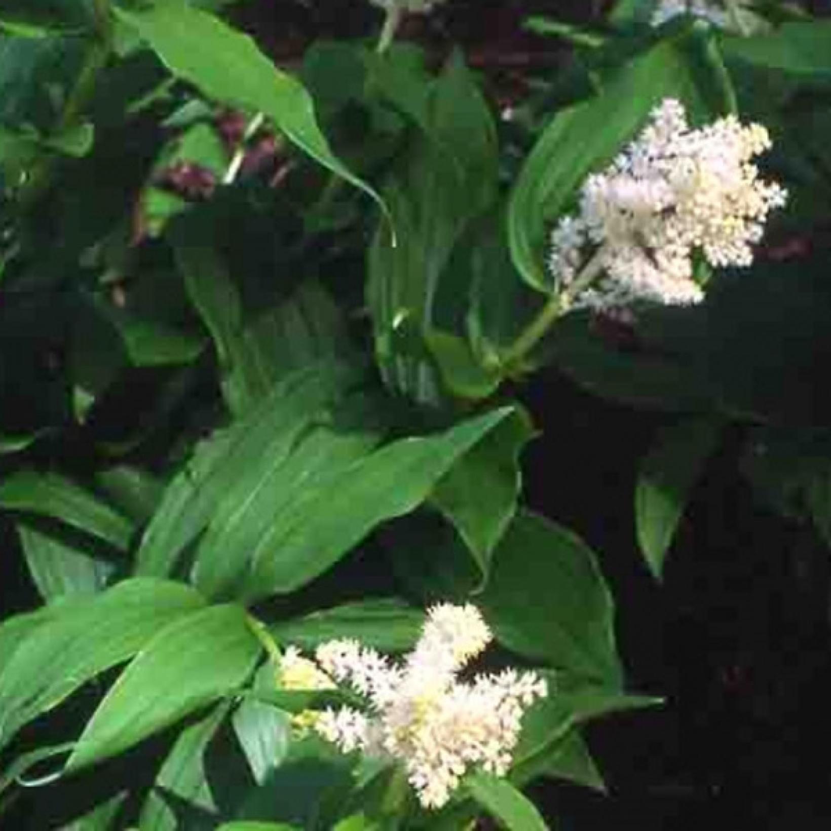 Smilacina racemosa - Vivace d'ombre aux légères fleurs blanches au ...