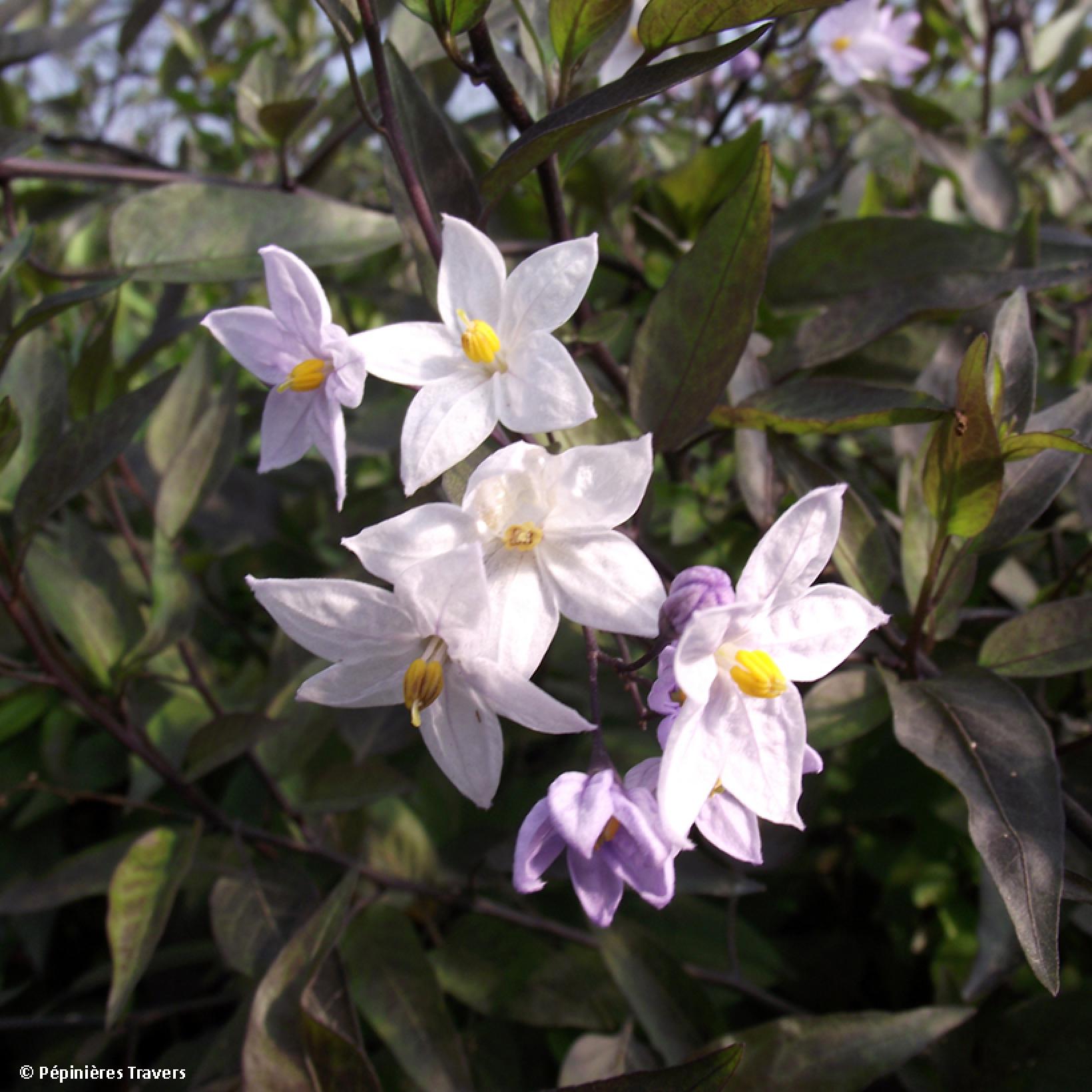 Solanum jasminoides ou Solanum laxum - Morelle faux jasmin - Grimpante ...