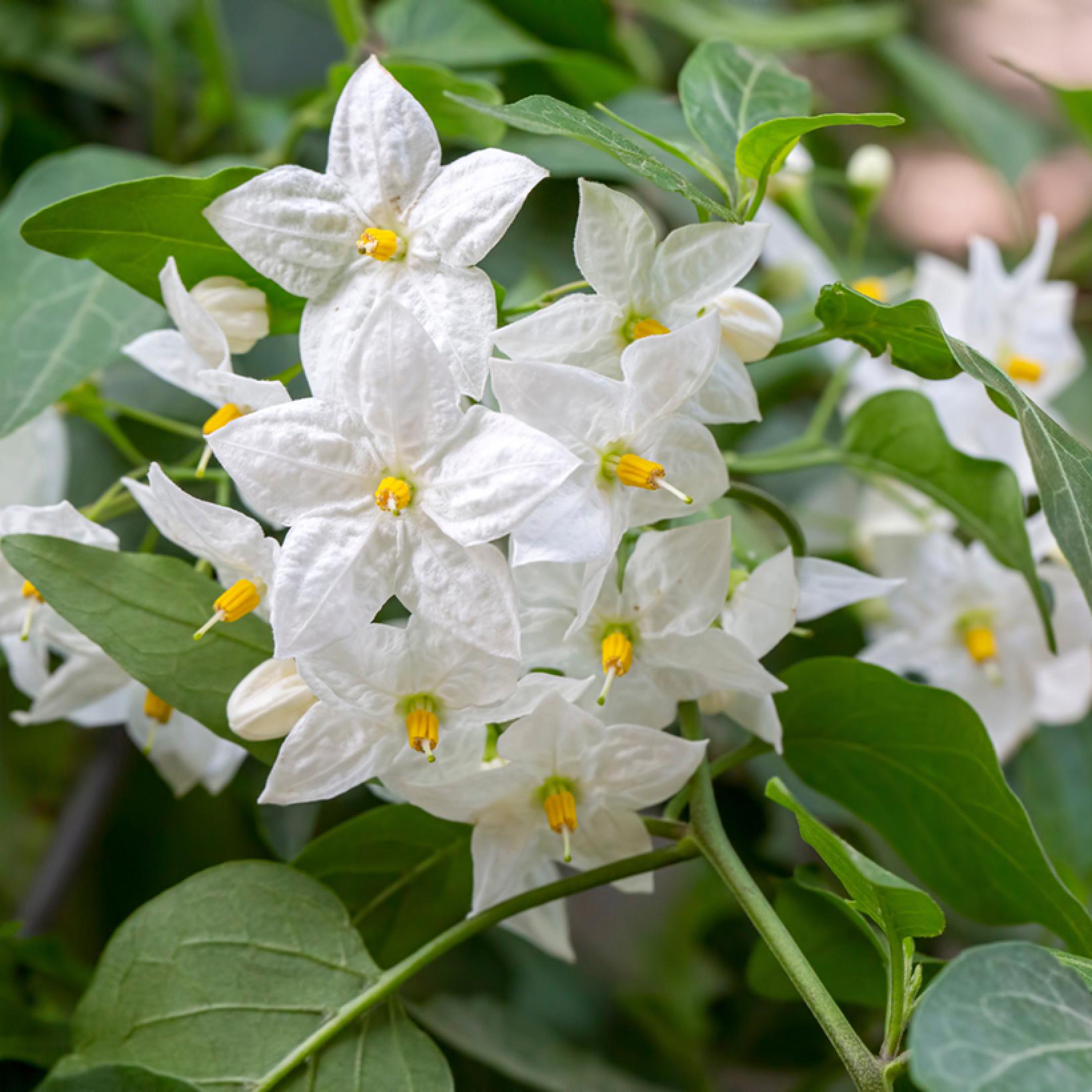 Solanum jasminoides ou Solanum laxum - Morelle faux jasmin - Grimpante ...