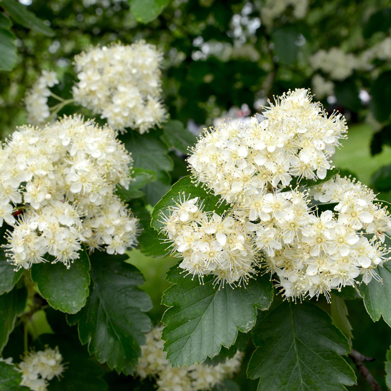 Sorbus intermedia Brouwers - Alisier de Suède - Arbre petit à moyen aux fleurs blanches et ...