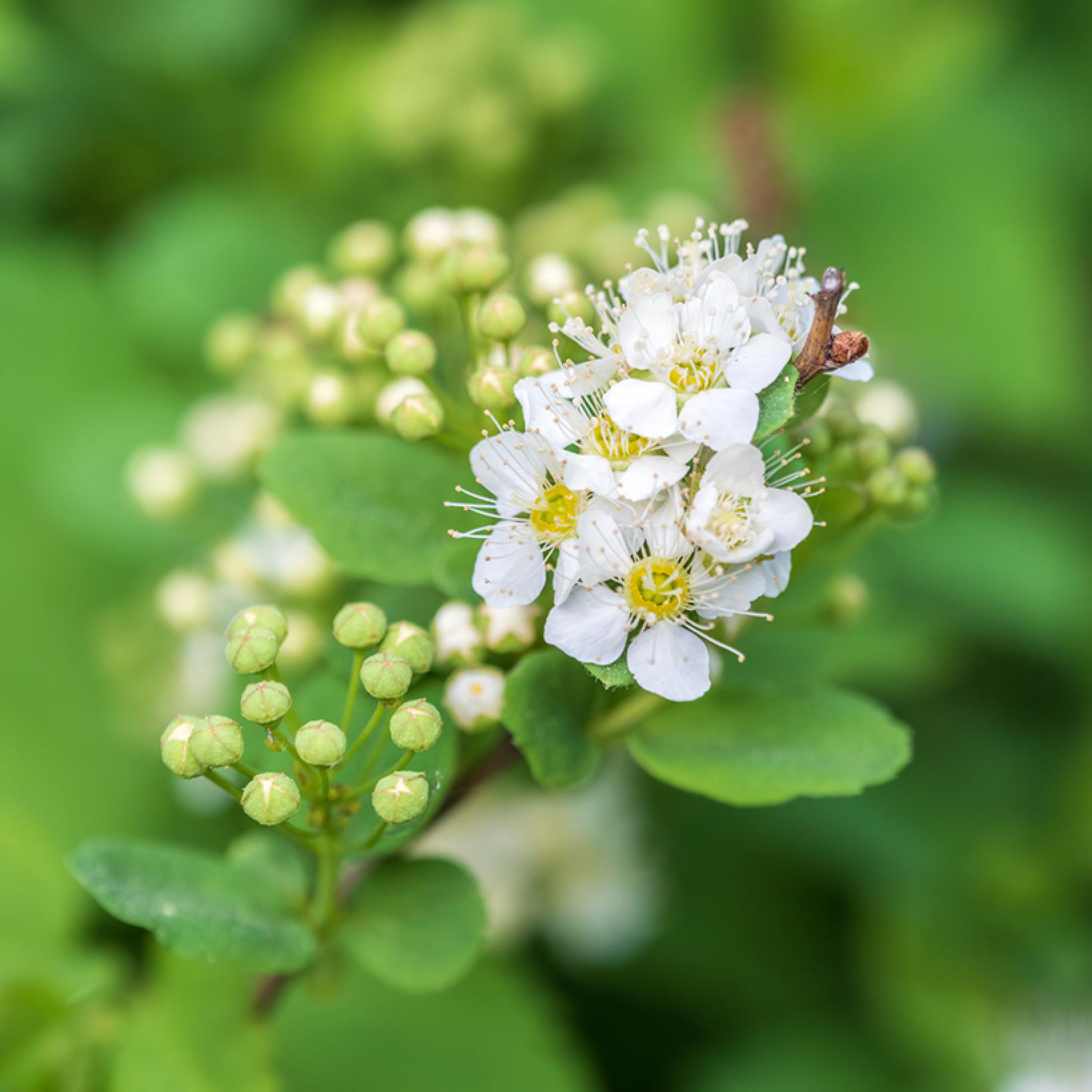 Spiraea chamaedryfolia - Spirée à feuilles de petit chêne - Arbuste ...