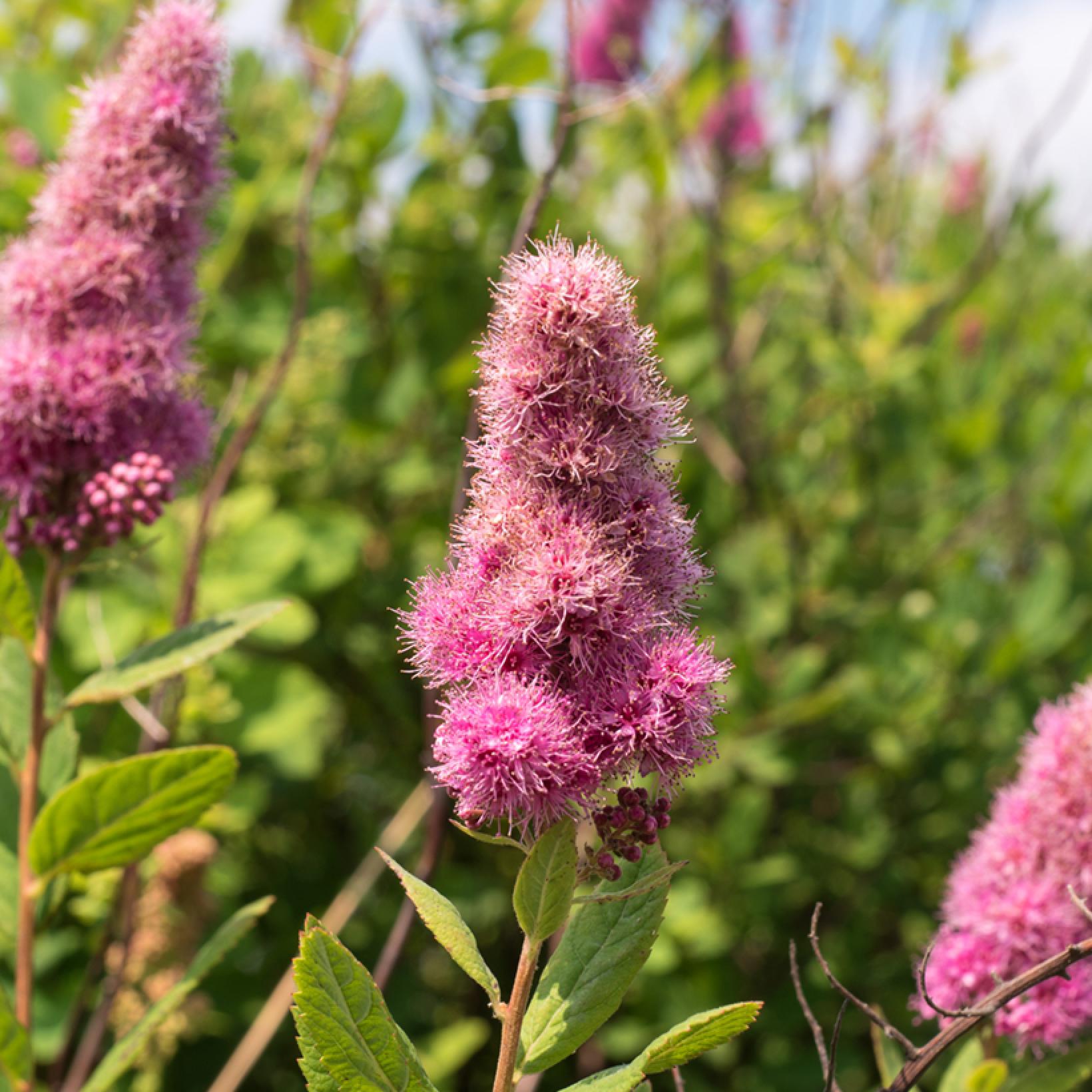 Spiraea douglasii - Spirée de Douglas à fleurs roses en épis duveteux