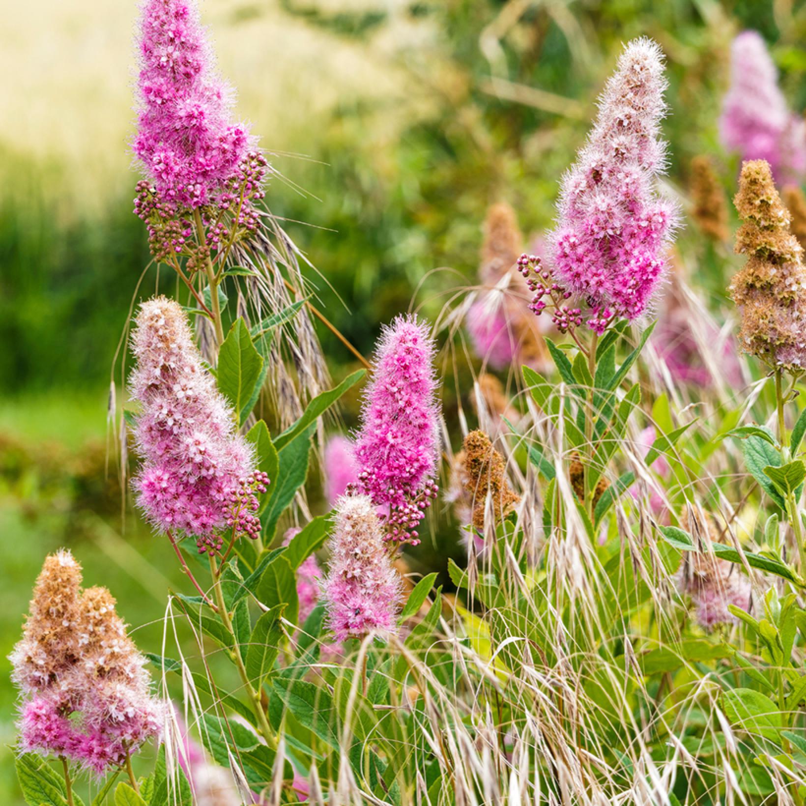 Spiraea douglasii - Spirée de Douglas à fleurs roses en épis duveteux