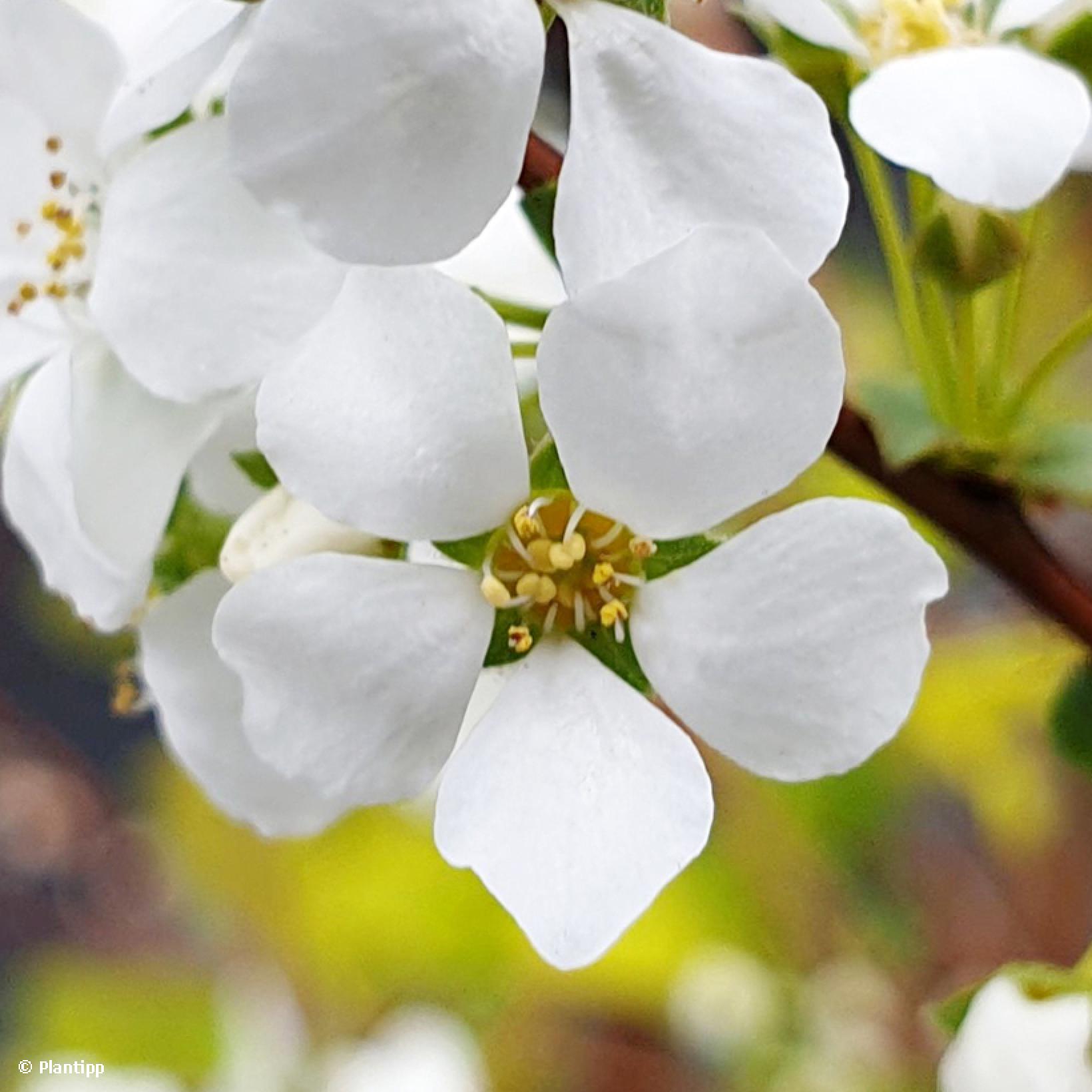 Spiraea prunifolia Goldfire (Golden Bar) - Spirée à feuillage doré ...