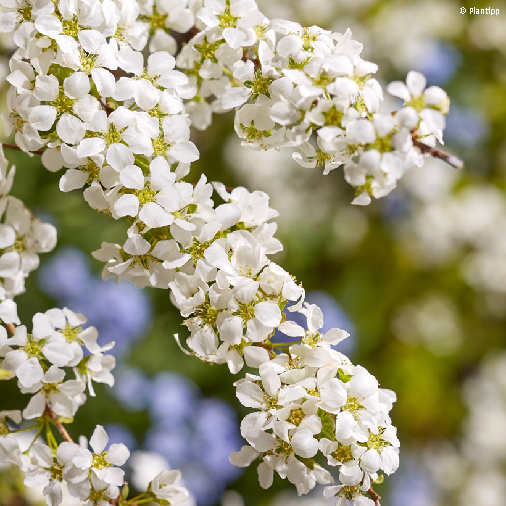 Spiraea prunifolia Goldfire (Golden Bar) - Spirée à feuillage doré, fleurs blanches