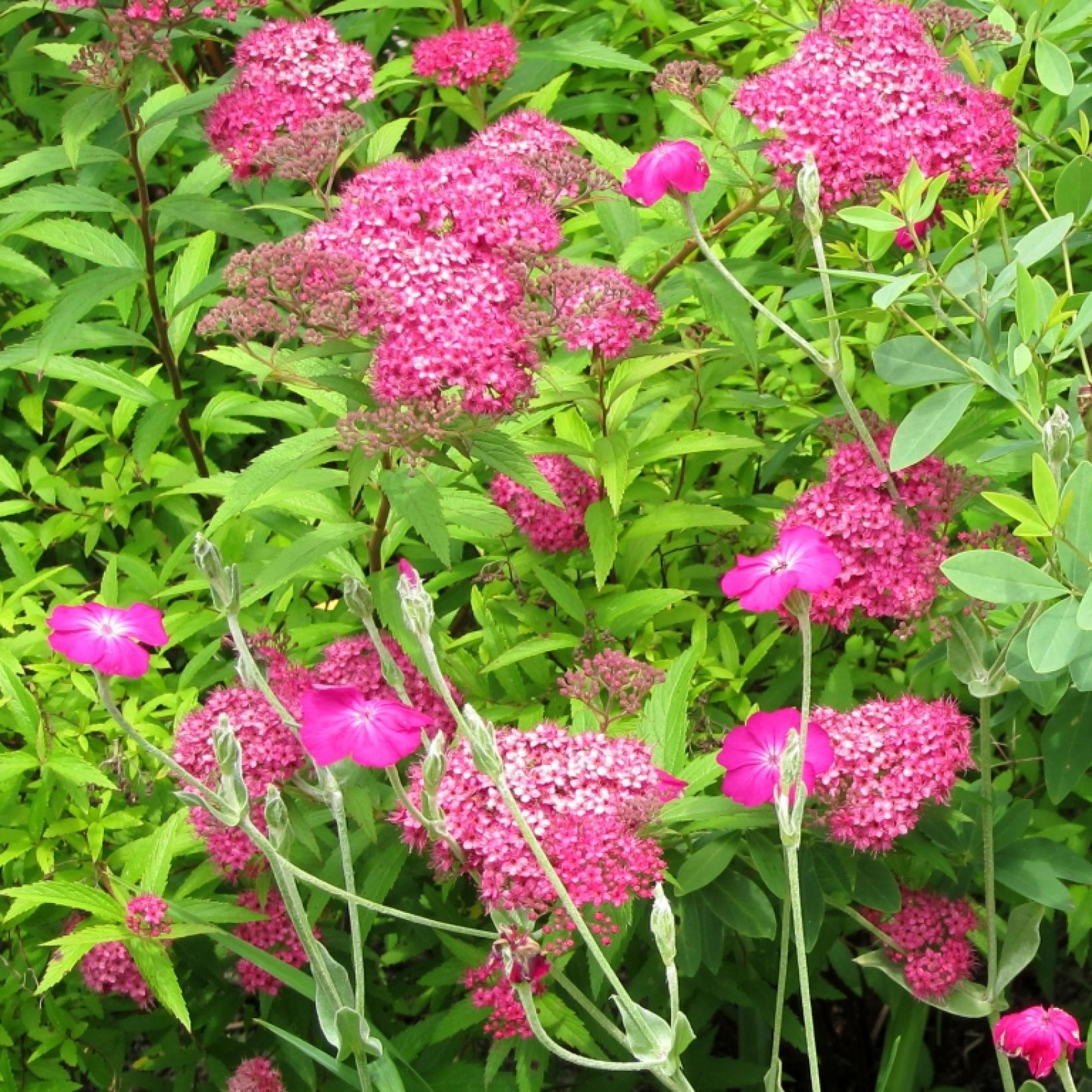 Spiraea japonica Neon Flash - Arbuste compact à fleurs rose vif