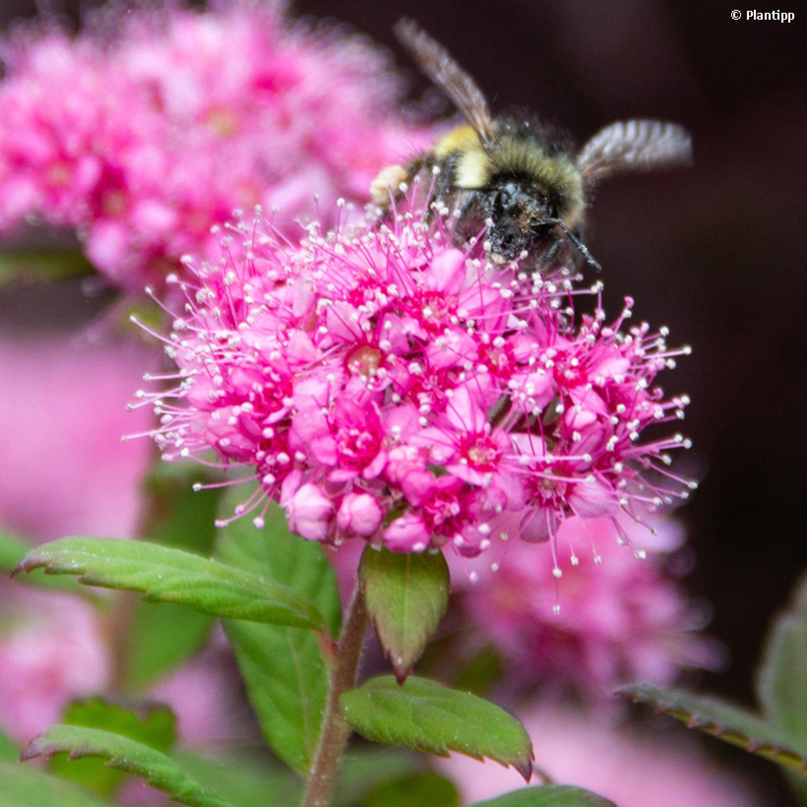 Spiraea japonica Odessa - Spirée japonaise compacte et arrondie aux fleurs rose bonbon